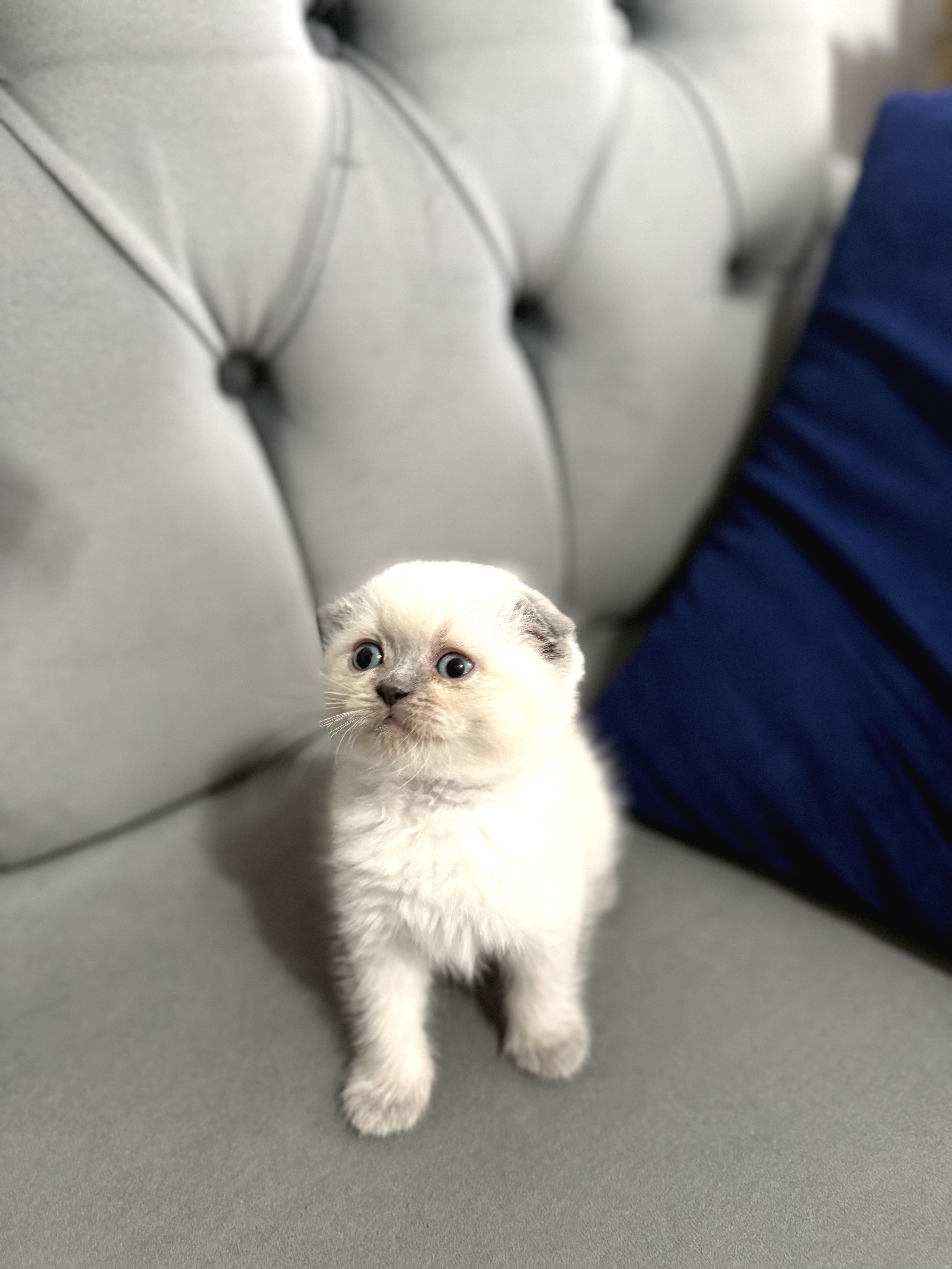 Scottish Fold Blue Point Yavru - Patibul.com
