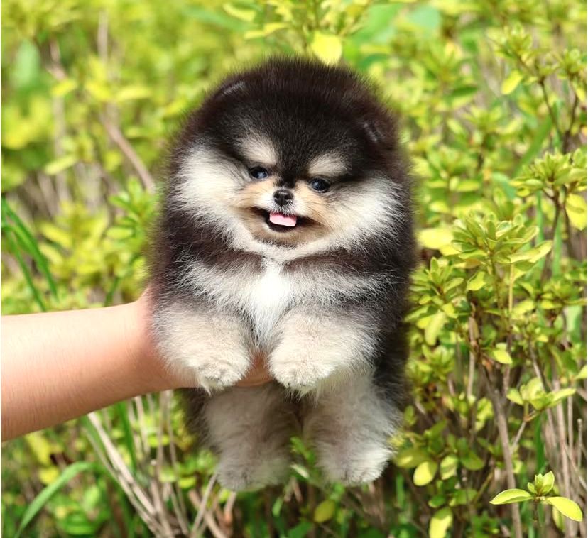 Black Tan Pomeranian Boo Puppies - Patibul.com