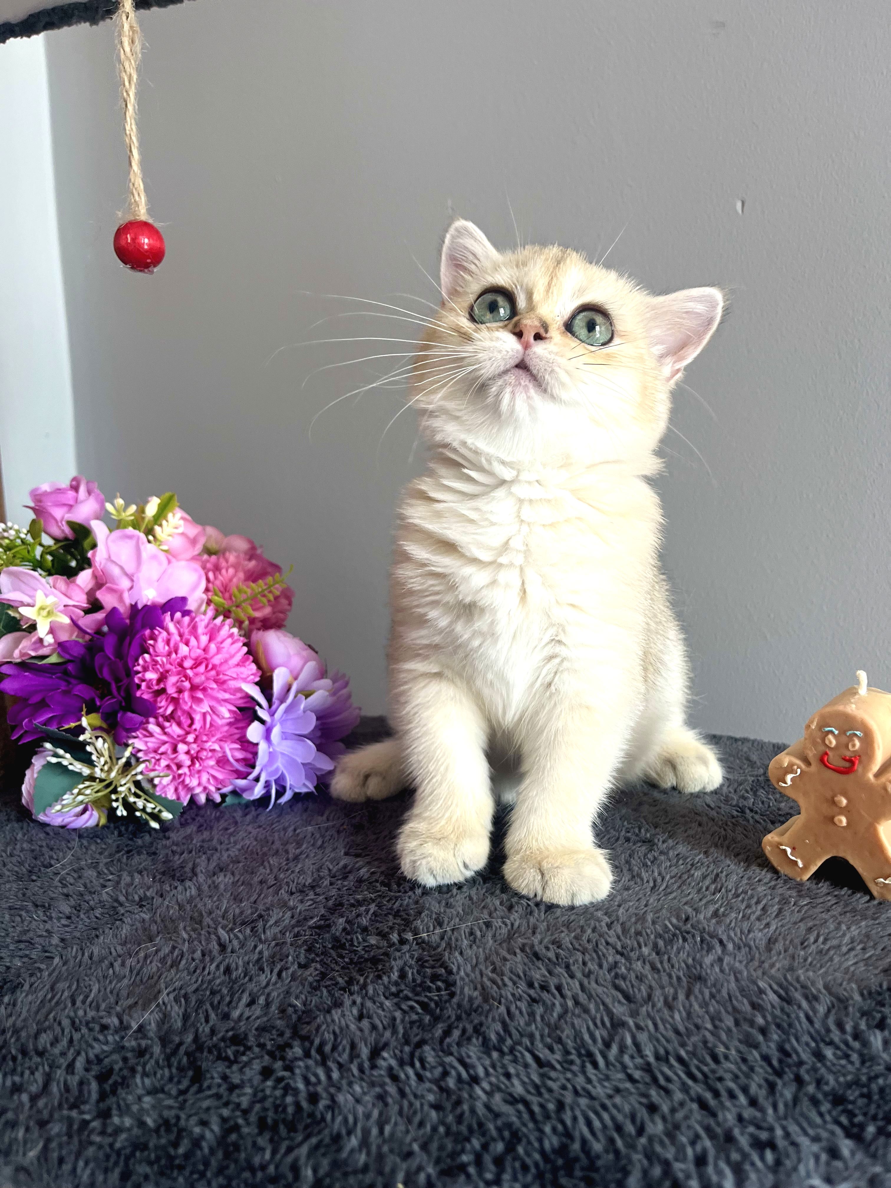 Show Kalite Golden Ny11 British Shorthair - Patibul.com
