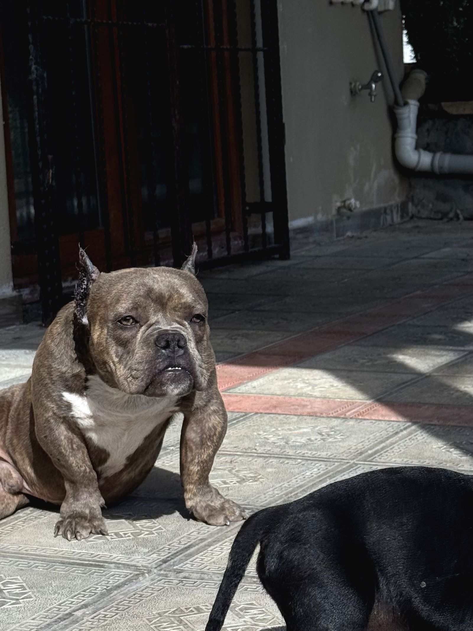 Exotic Bully | American Bully İlanı | Patibul