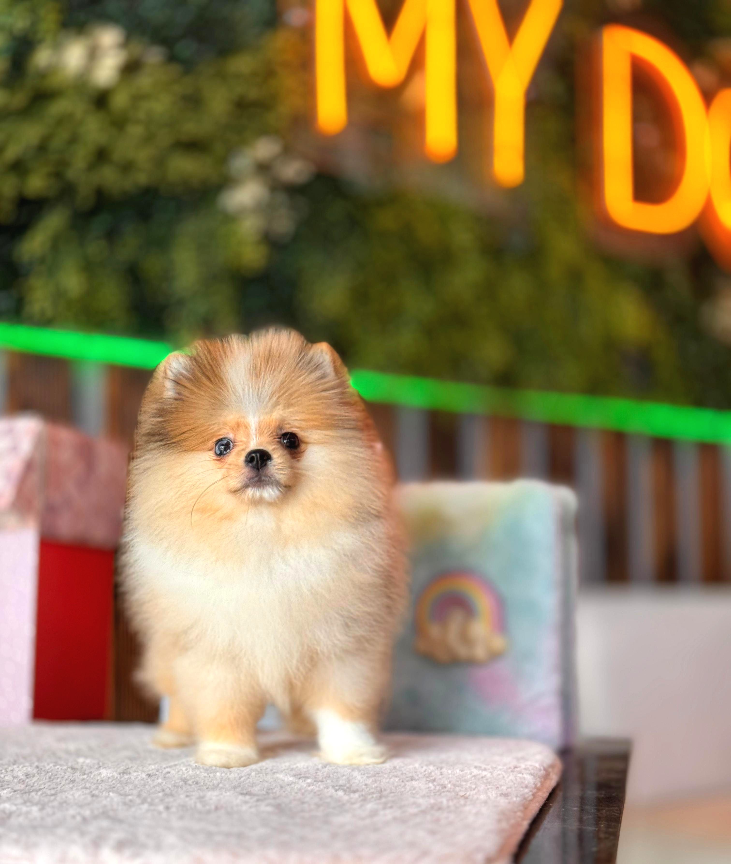 MERLE POMERANİAN BOO TEDDY BEAR - Patibul.com