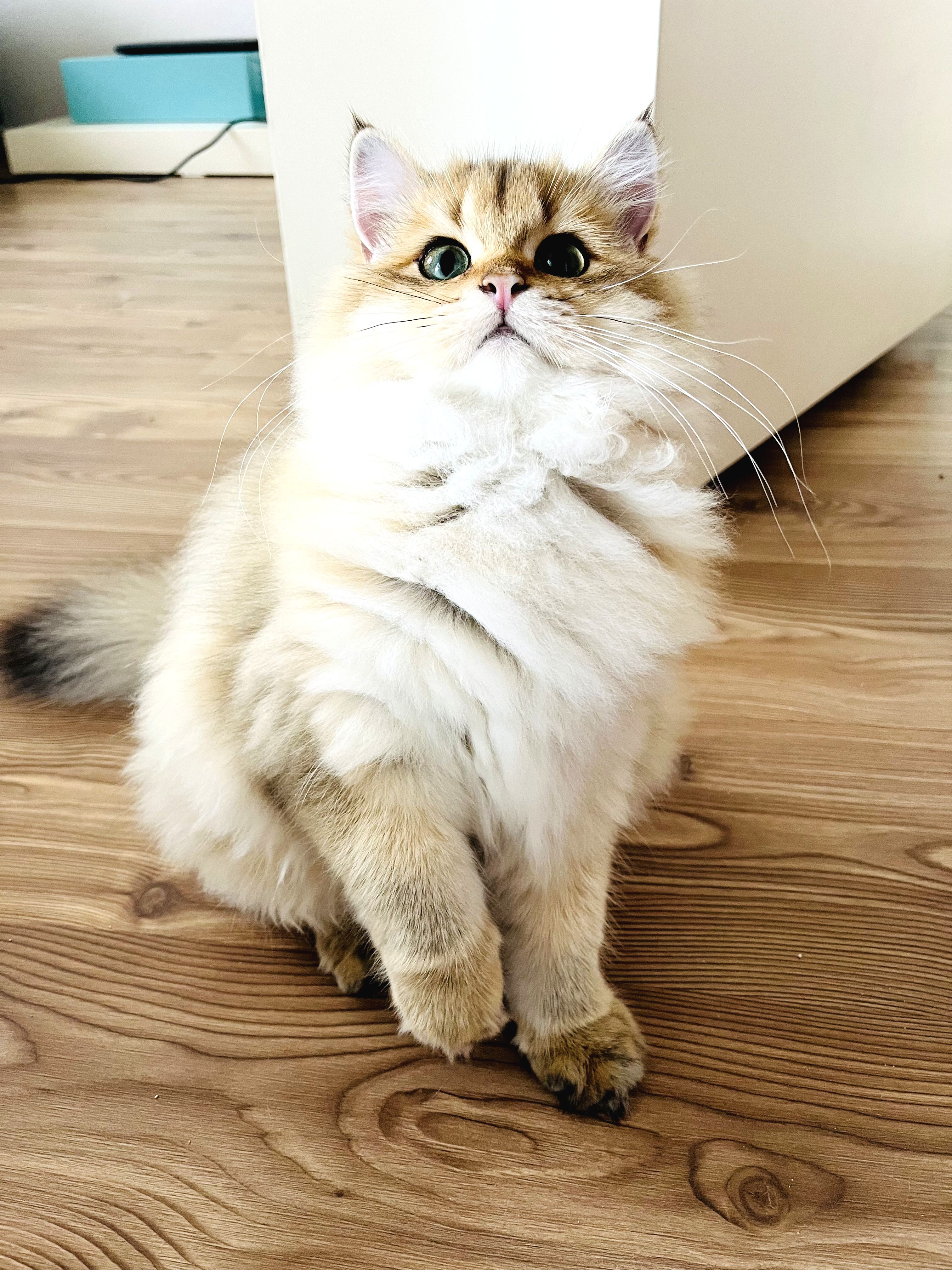 O Bir Aşk çocuk British Longhair Ny11 Erkek 4 Aylık - Patibul.com