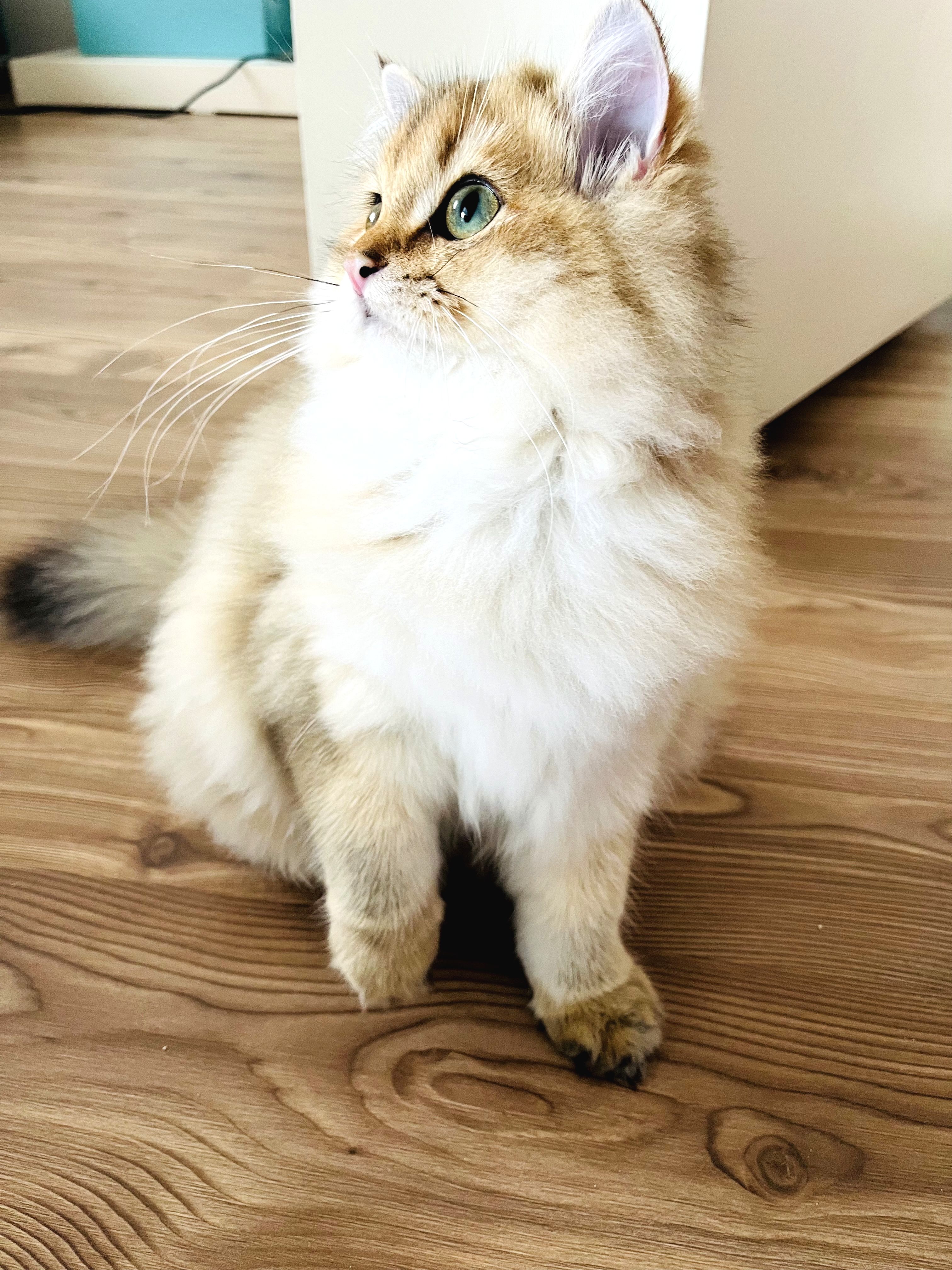British Longhair Ny11 Erkek O Bir Aşk - Patibul.com