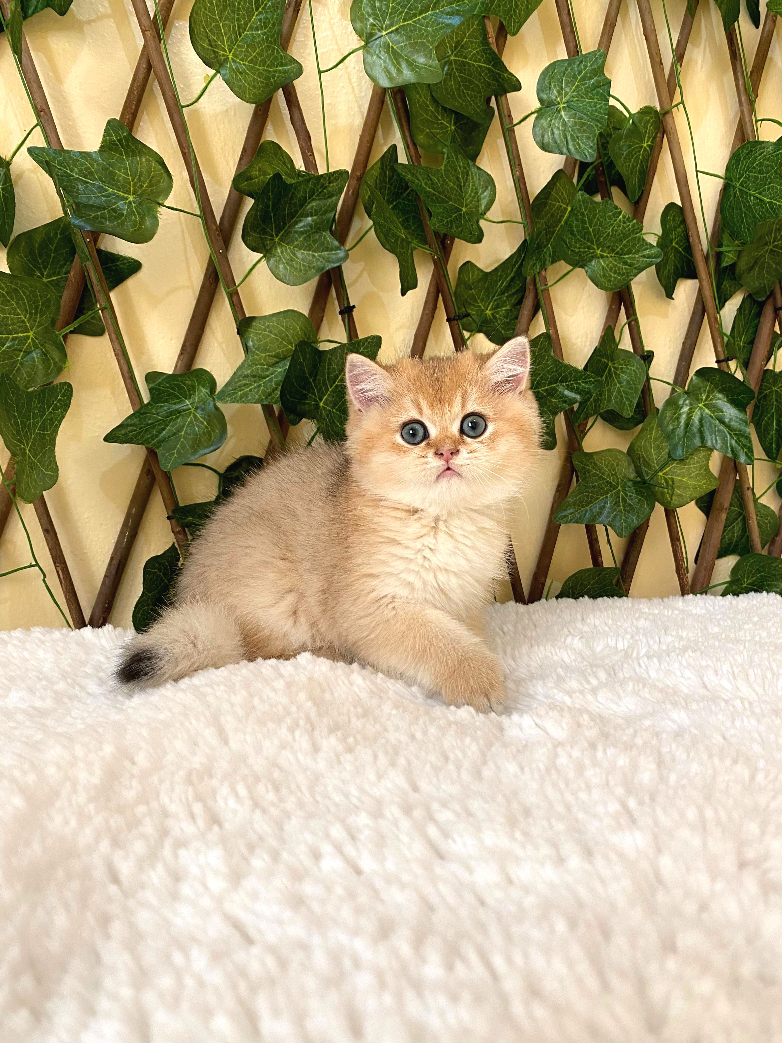 Gandalf NY11 Erkek British Shorthair - Patibul.com