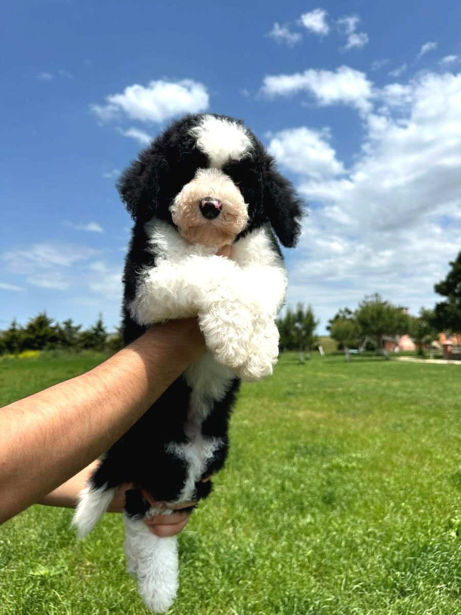 MULTİGEN GERÇEK Bİ COLOUR BERNEDOODLE - Patibul.com