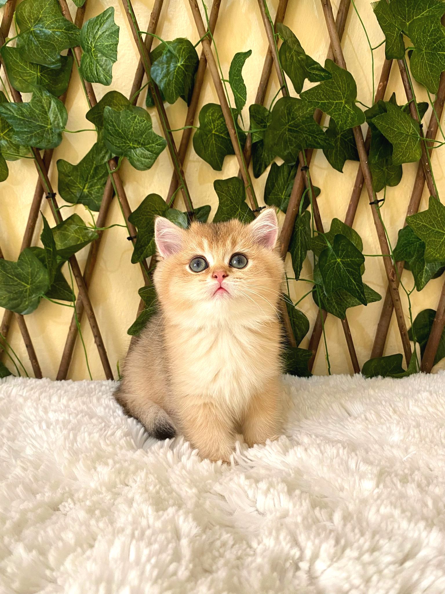 Gloria NY11 Dişi British Shorthair - Patibul.com
