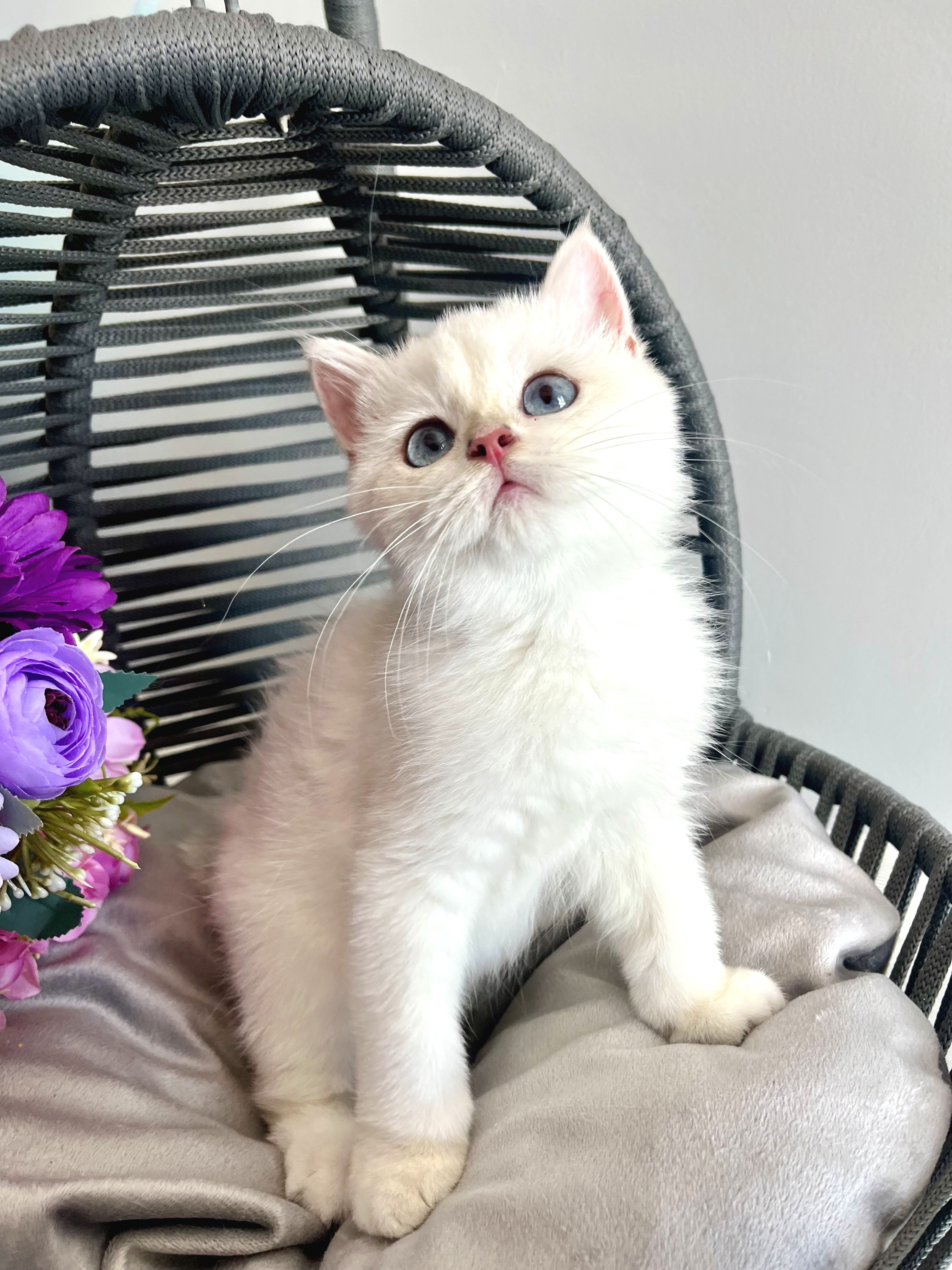 Golden Point British Shorthair - Patibul.com