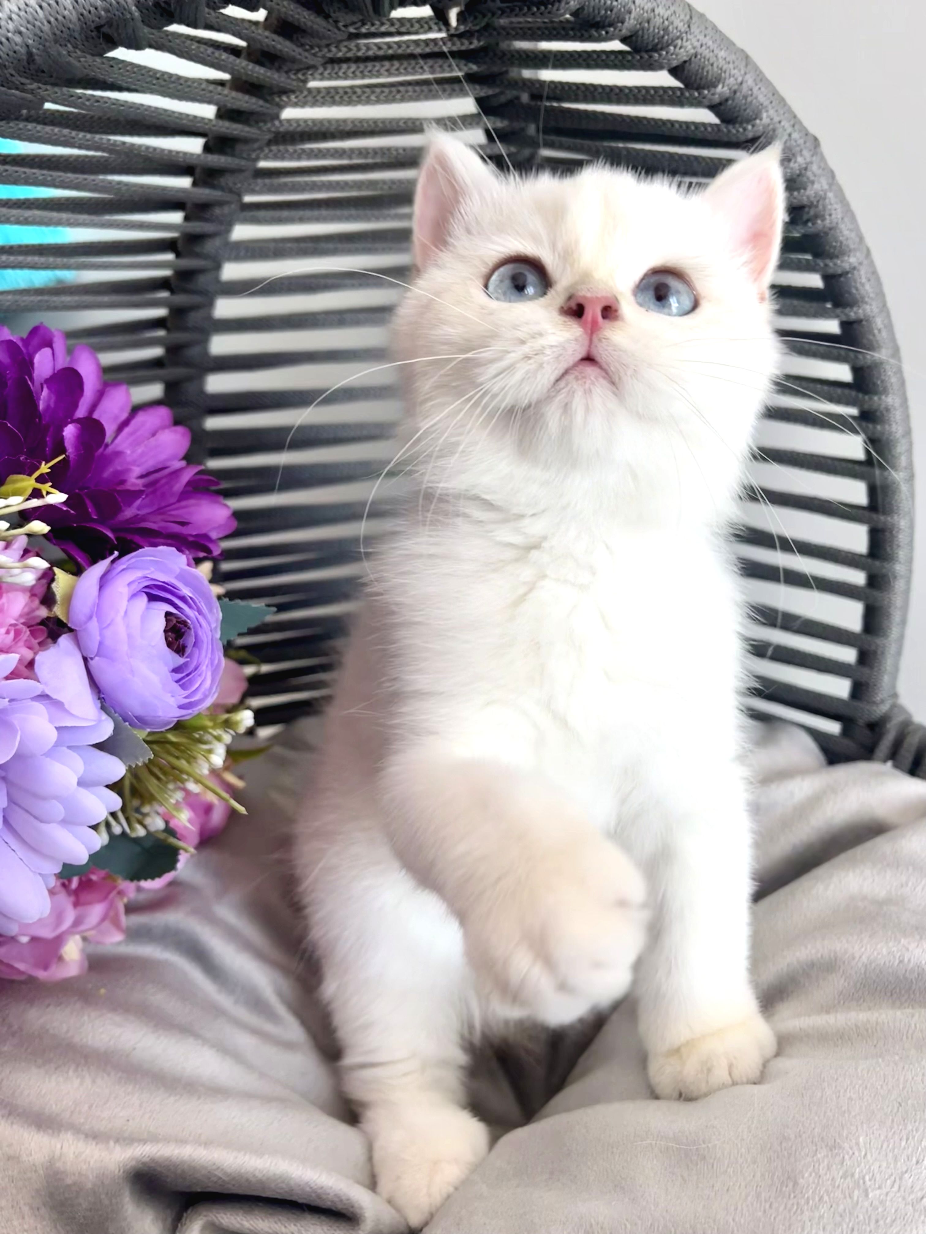 Golden Point British Shorthair - Patibul.com
