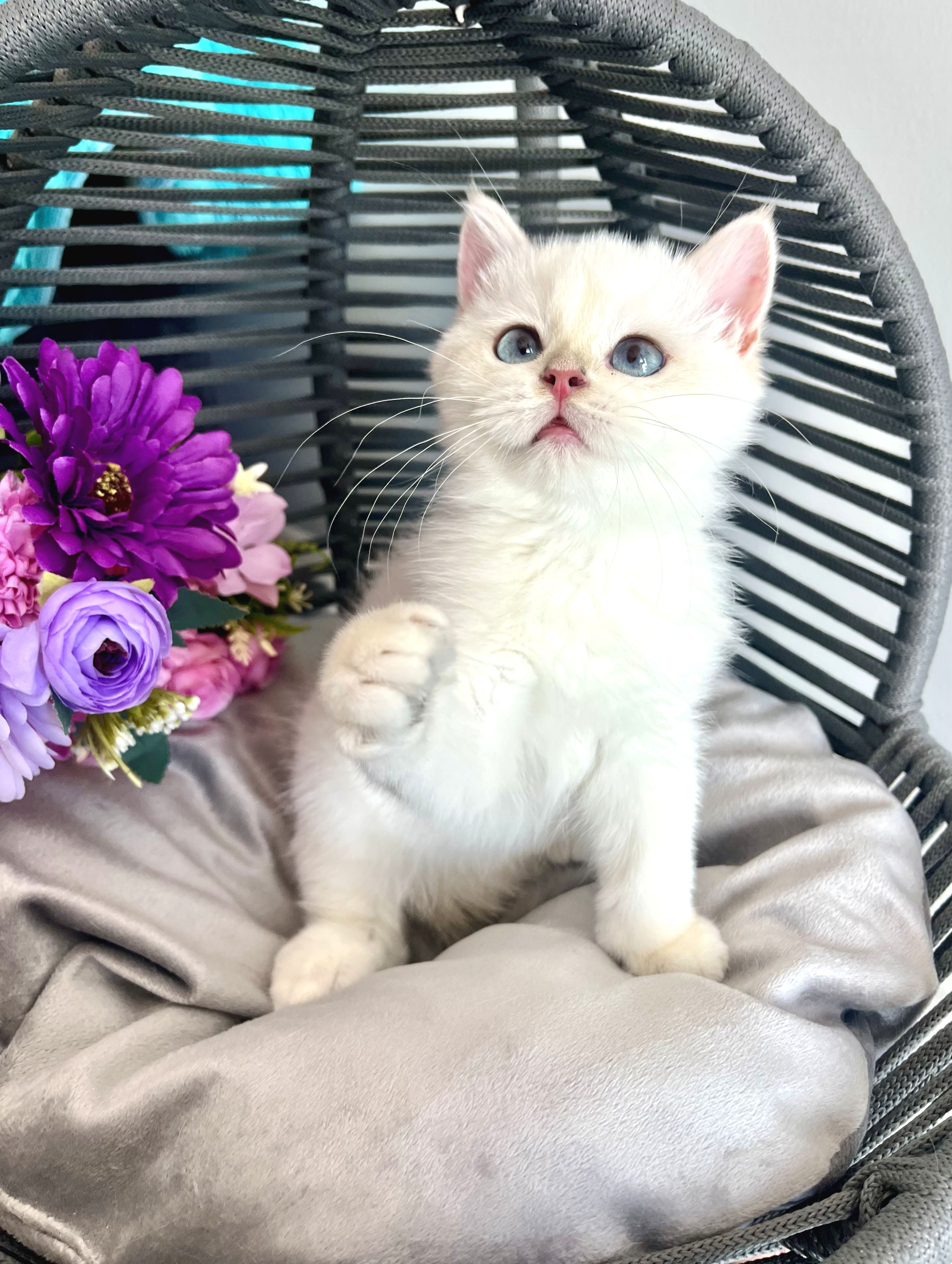 Golden Point British Shorthair - Patibul.com