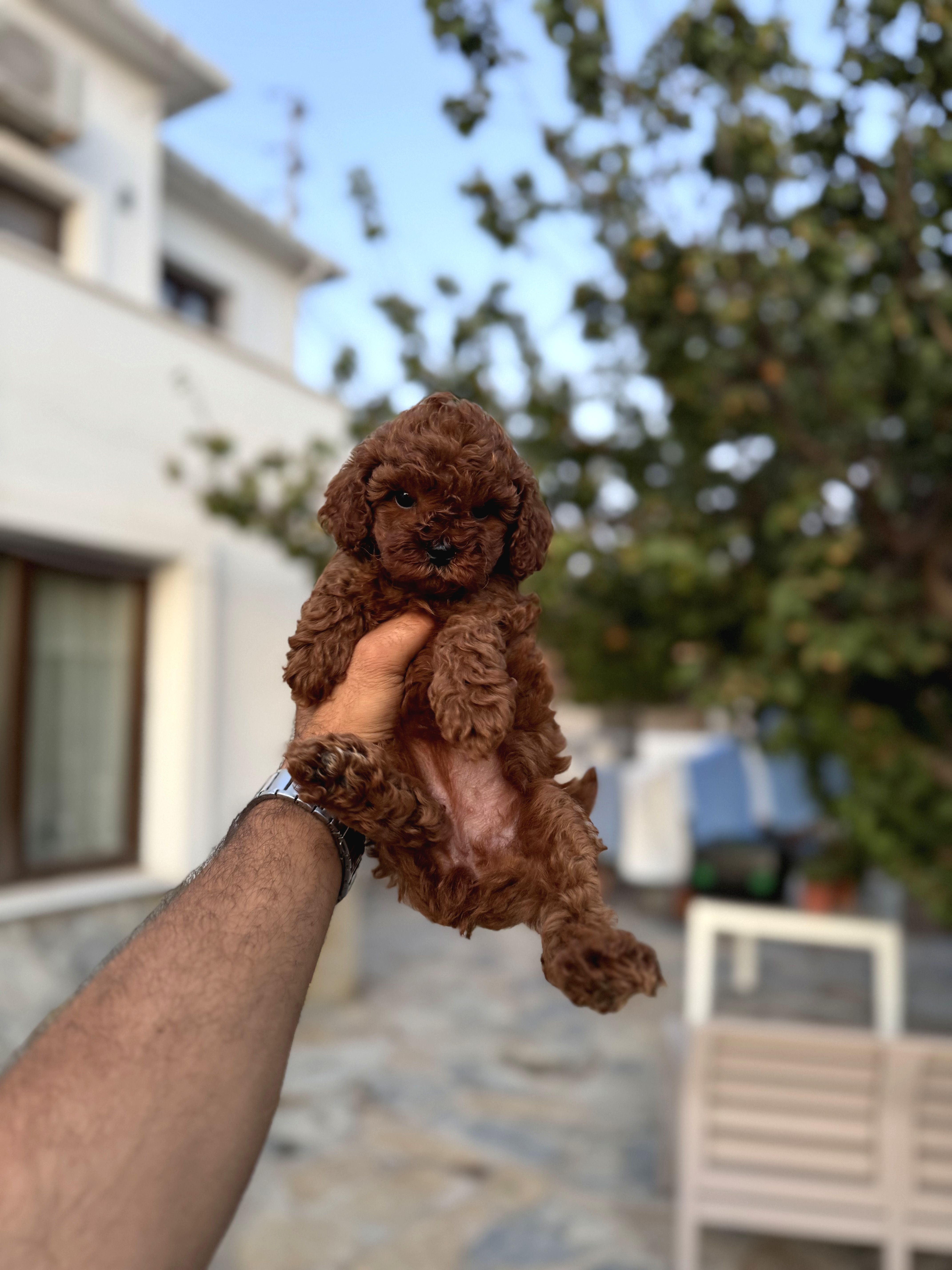 RED BROWN TOY POODLE YAVRULARI - Patibul.com