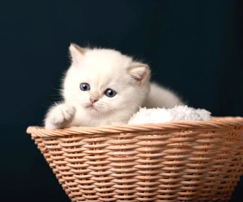 British Shorthair Golden Point - Patibul.com