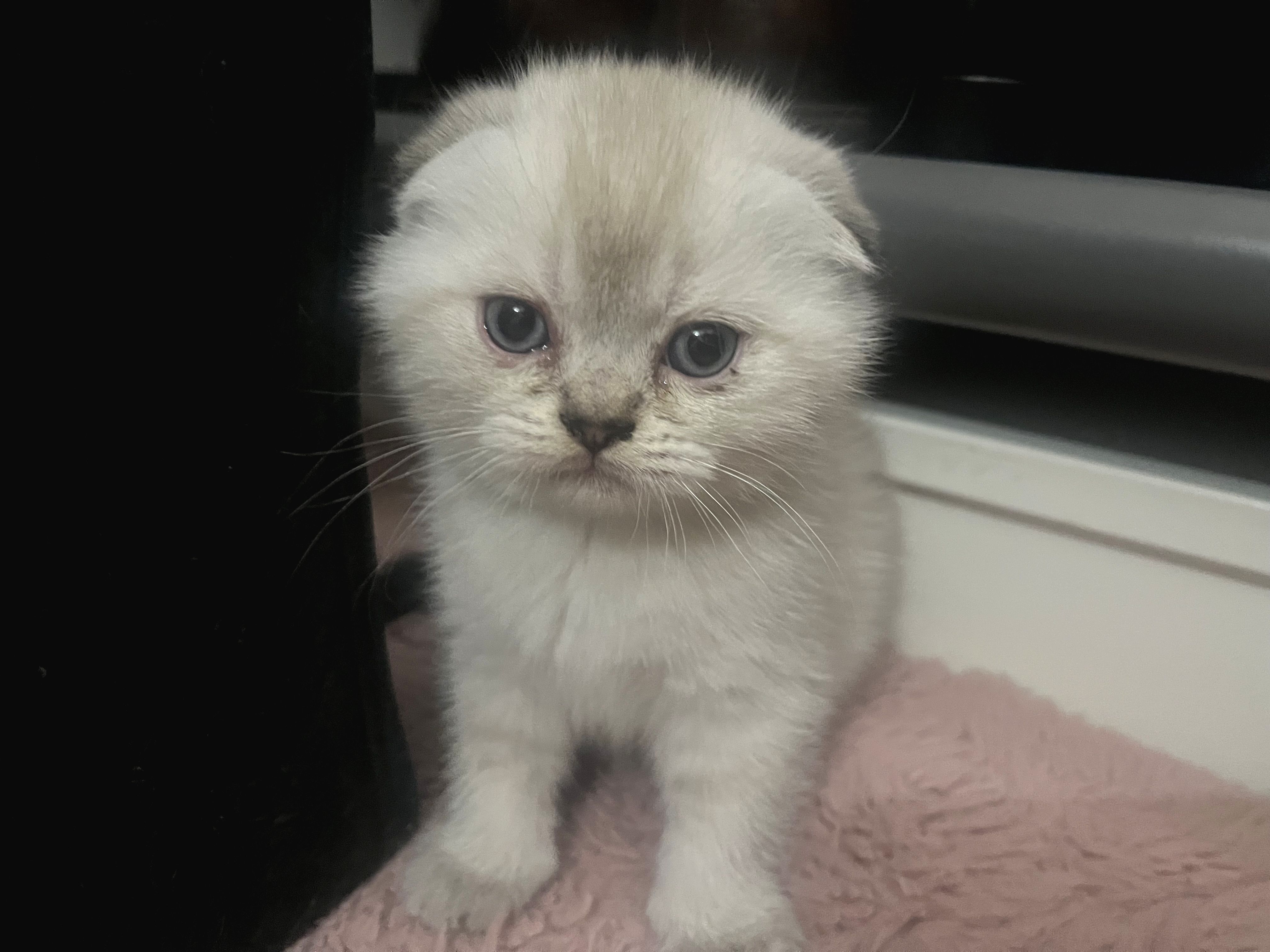 Scotish Fold Ve British Shorthair Yavrularımız - Patibul.com