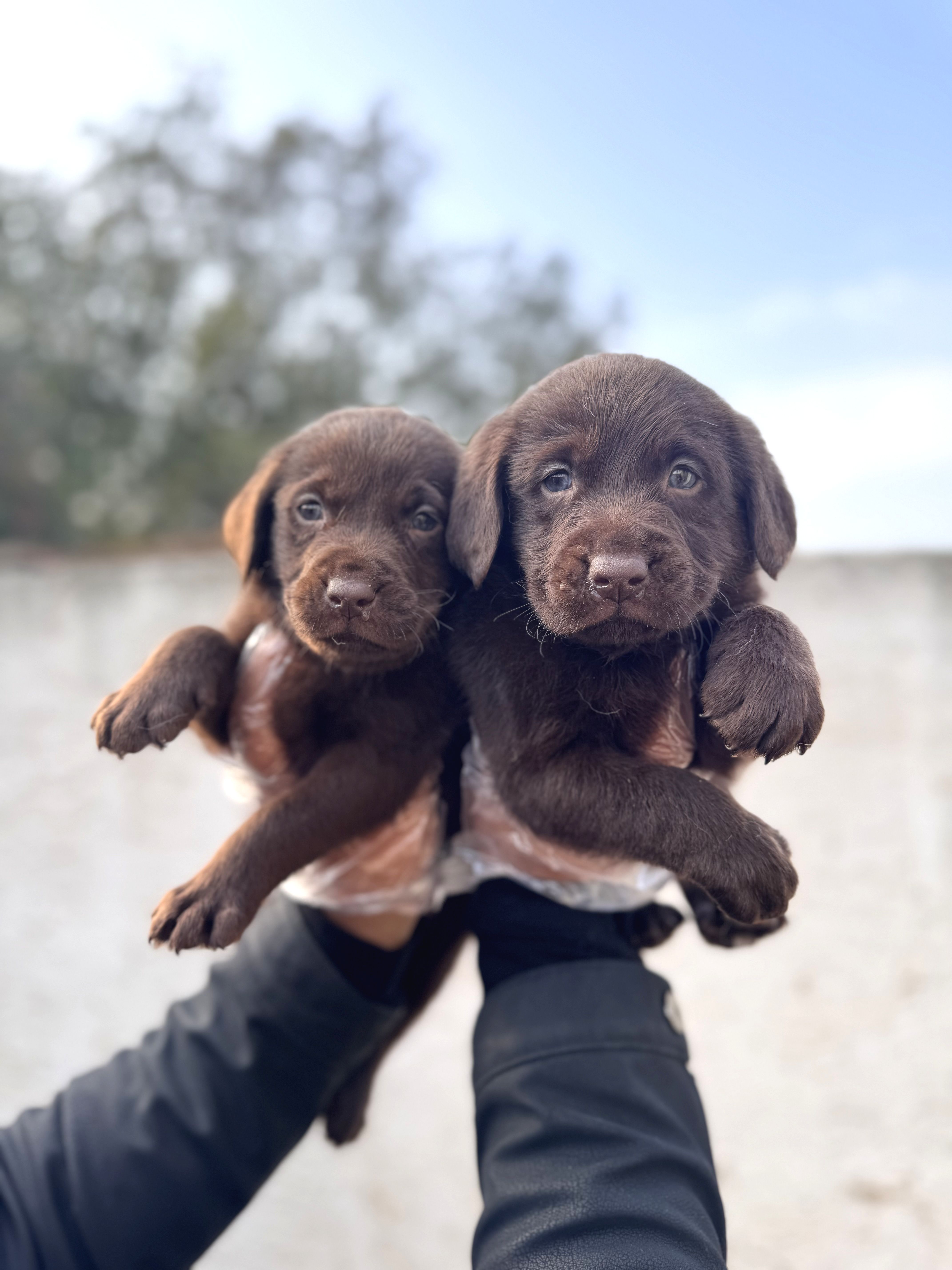 RENGİNE AŞIK OLACAKSINIZ CHOCOLATE LABRADOR RETRIEVER - Patibul.com