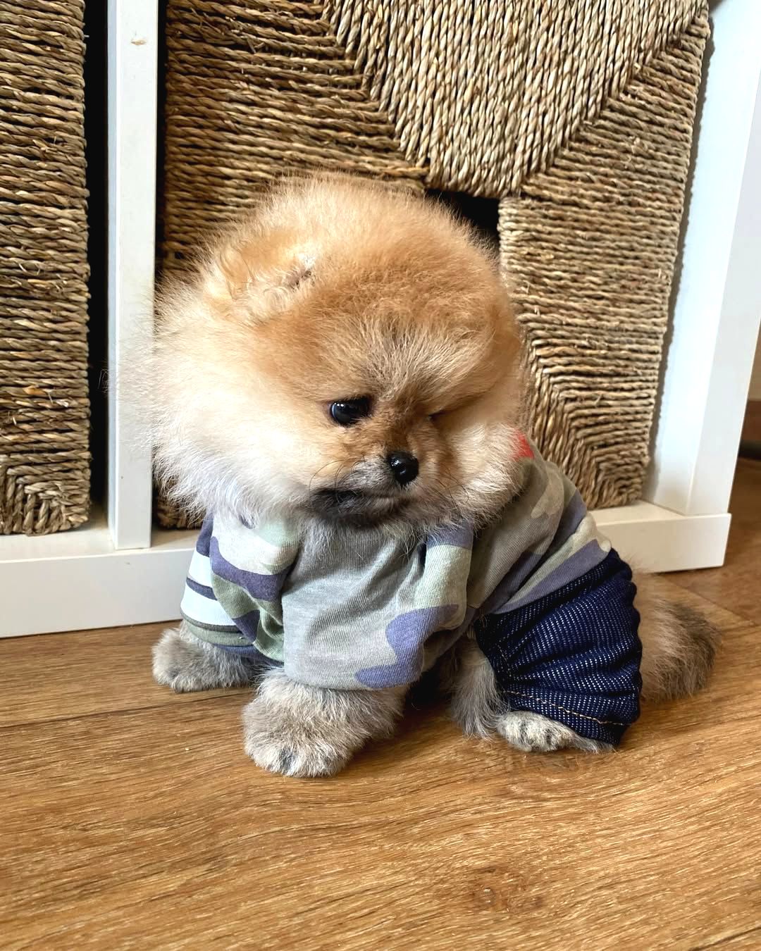 Bebek Yüzlü Pomeranian Boo Yavrular - Patibul.com