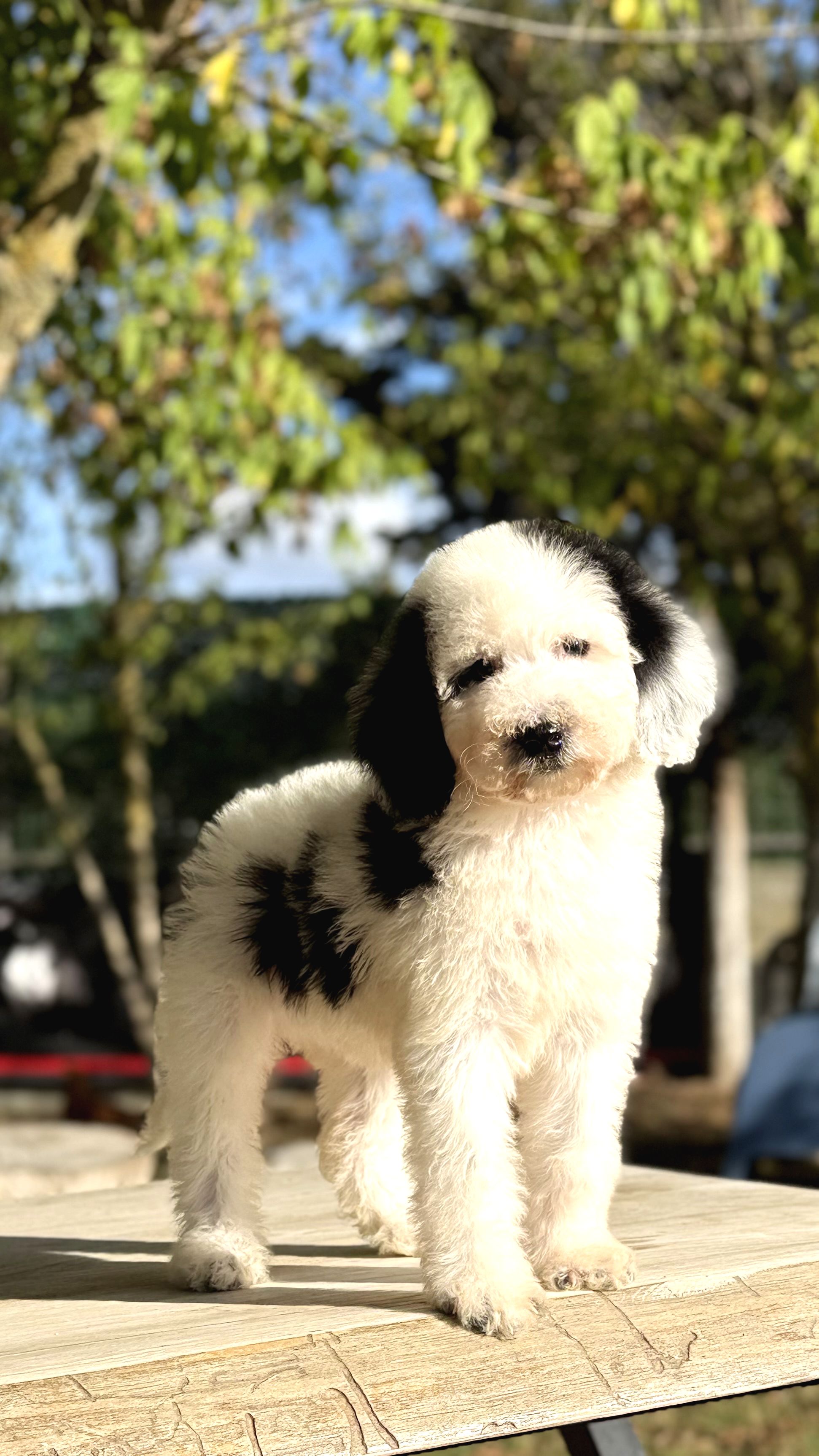 Bicolor Siyah Beyaz Labradoodle Yavrular - Patibul.com