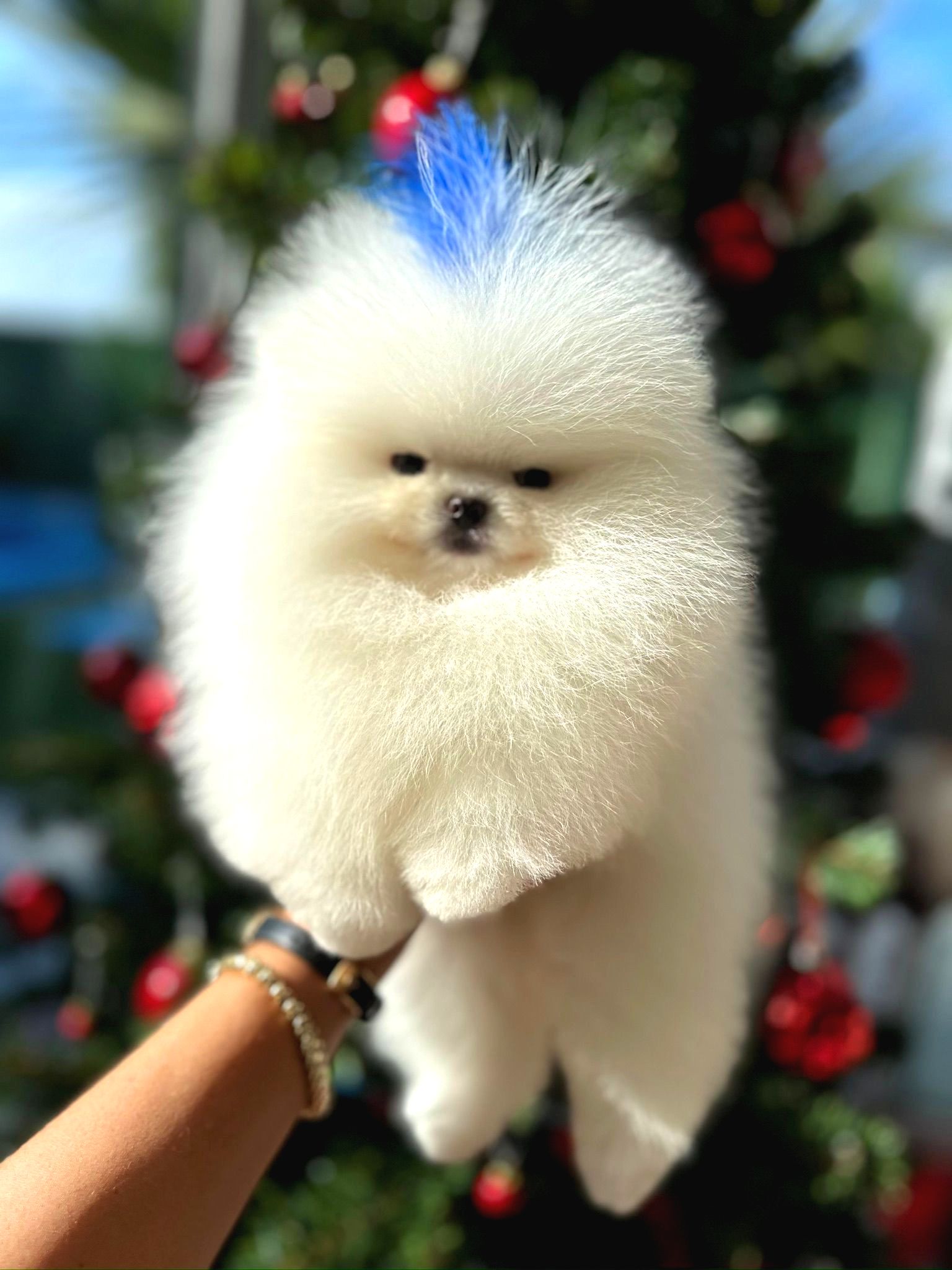 Kore Teddy Bear Pomeranian Boo - Patibul.com