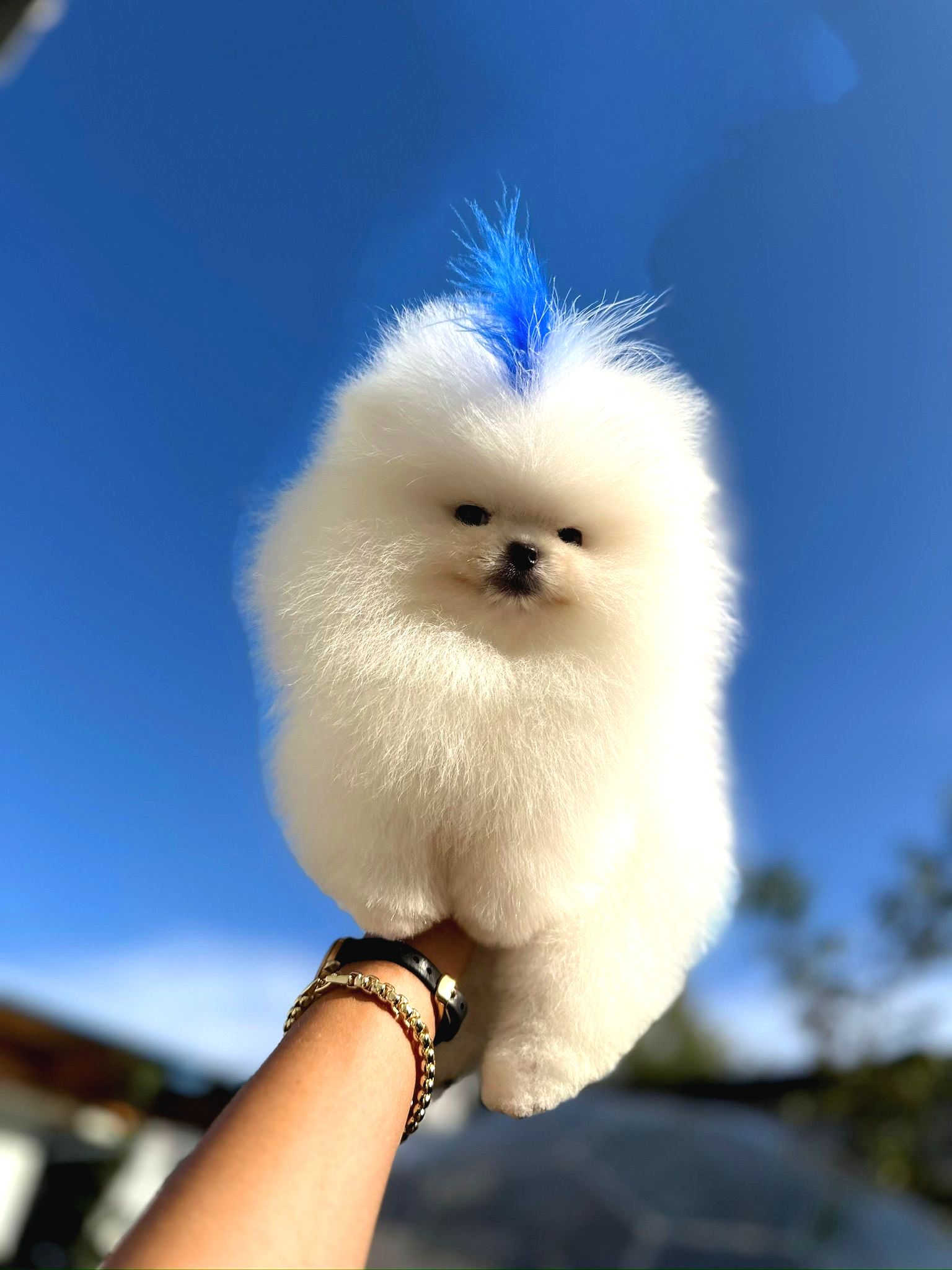 Kore Teddy Bear Pomeranian Boo - Patibul.com