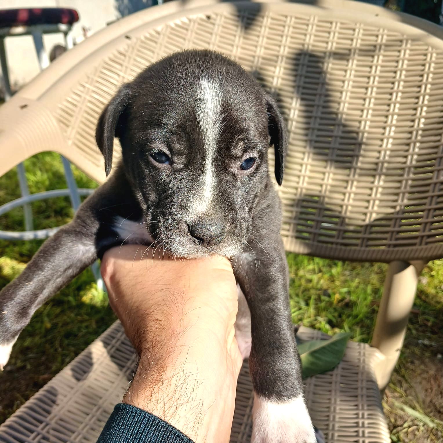 Orjinal Pitbul Yavruları - Patibul.com
