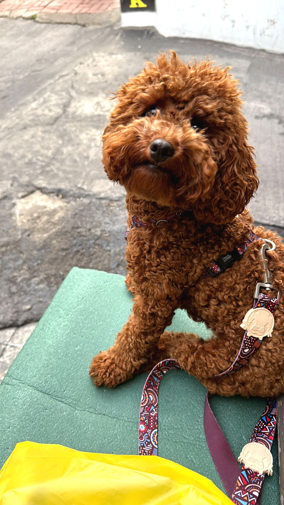 TOY POODLE - Patibul.com