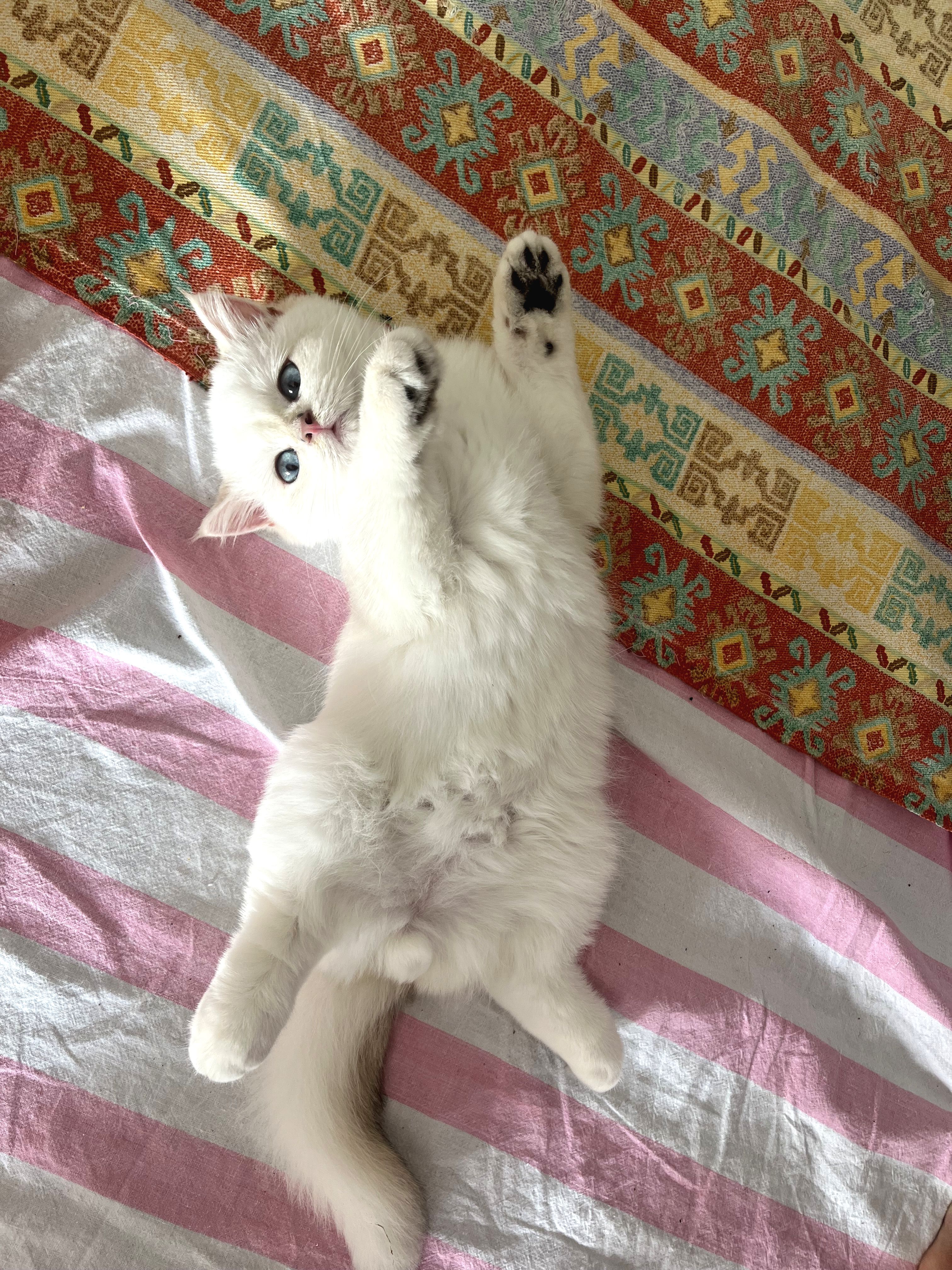 Golden Point British Shorthair - Patibul.com