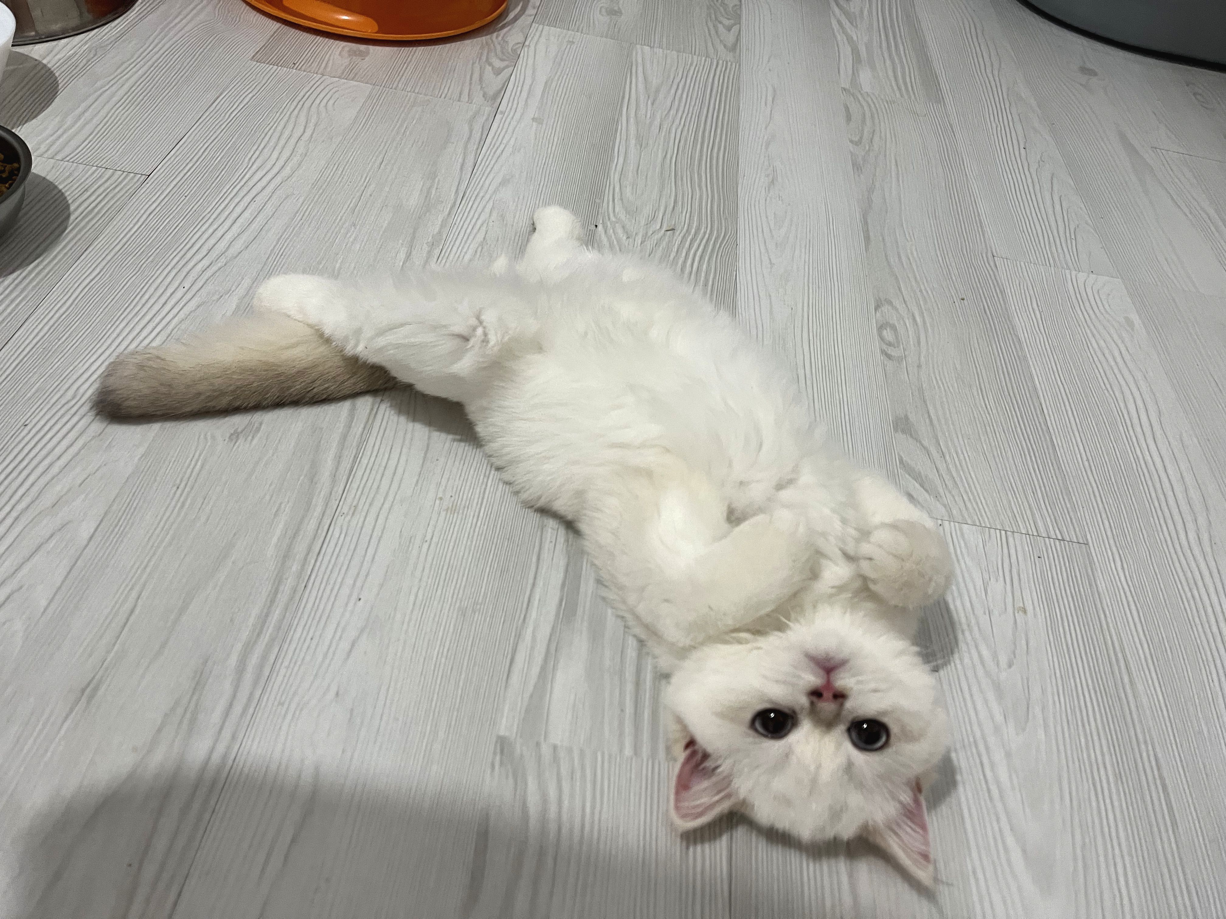 Golden Point British Shorthair - Patibul.com