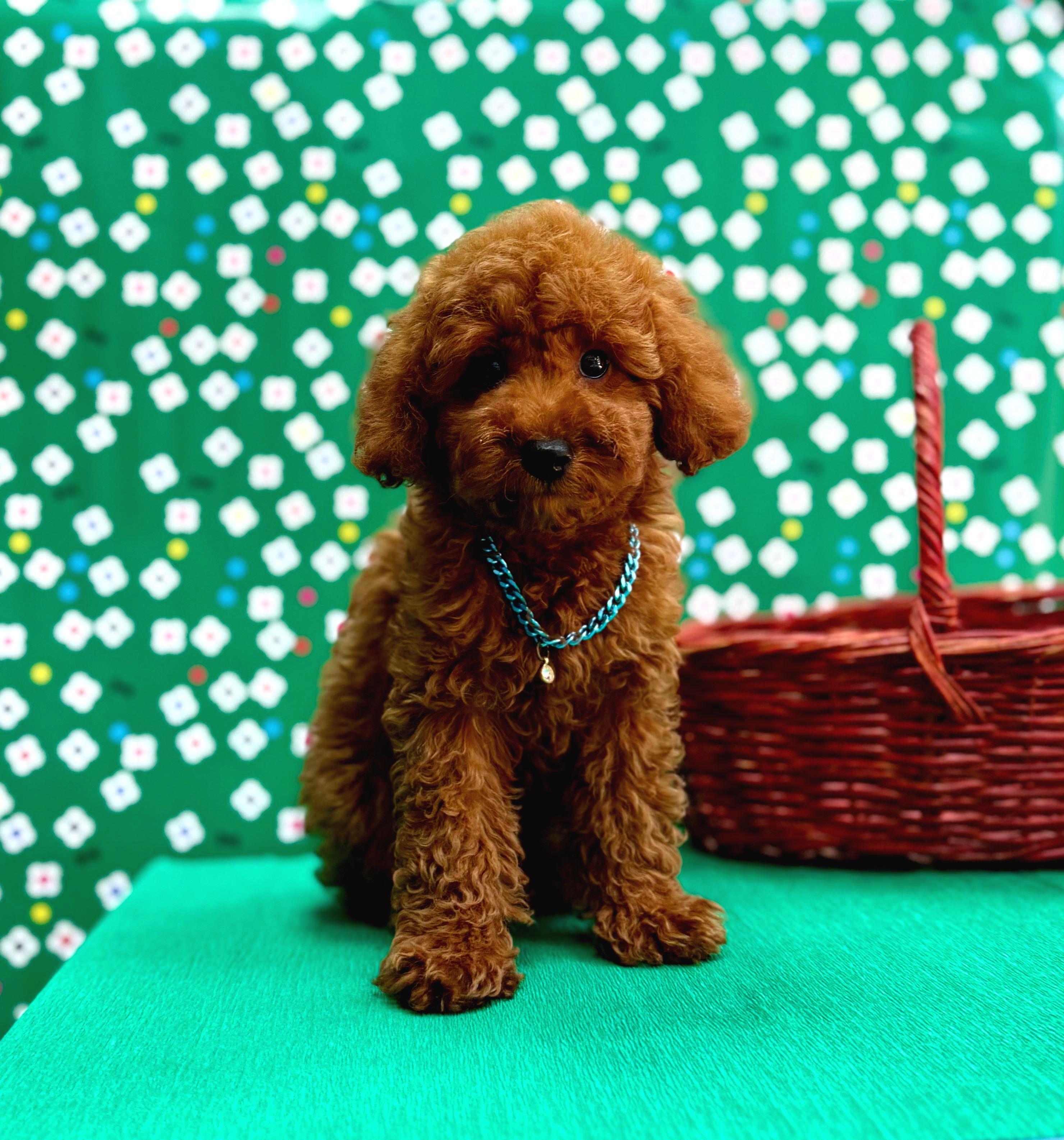 Red Brown Toy Poodle - Patibul.com