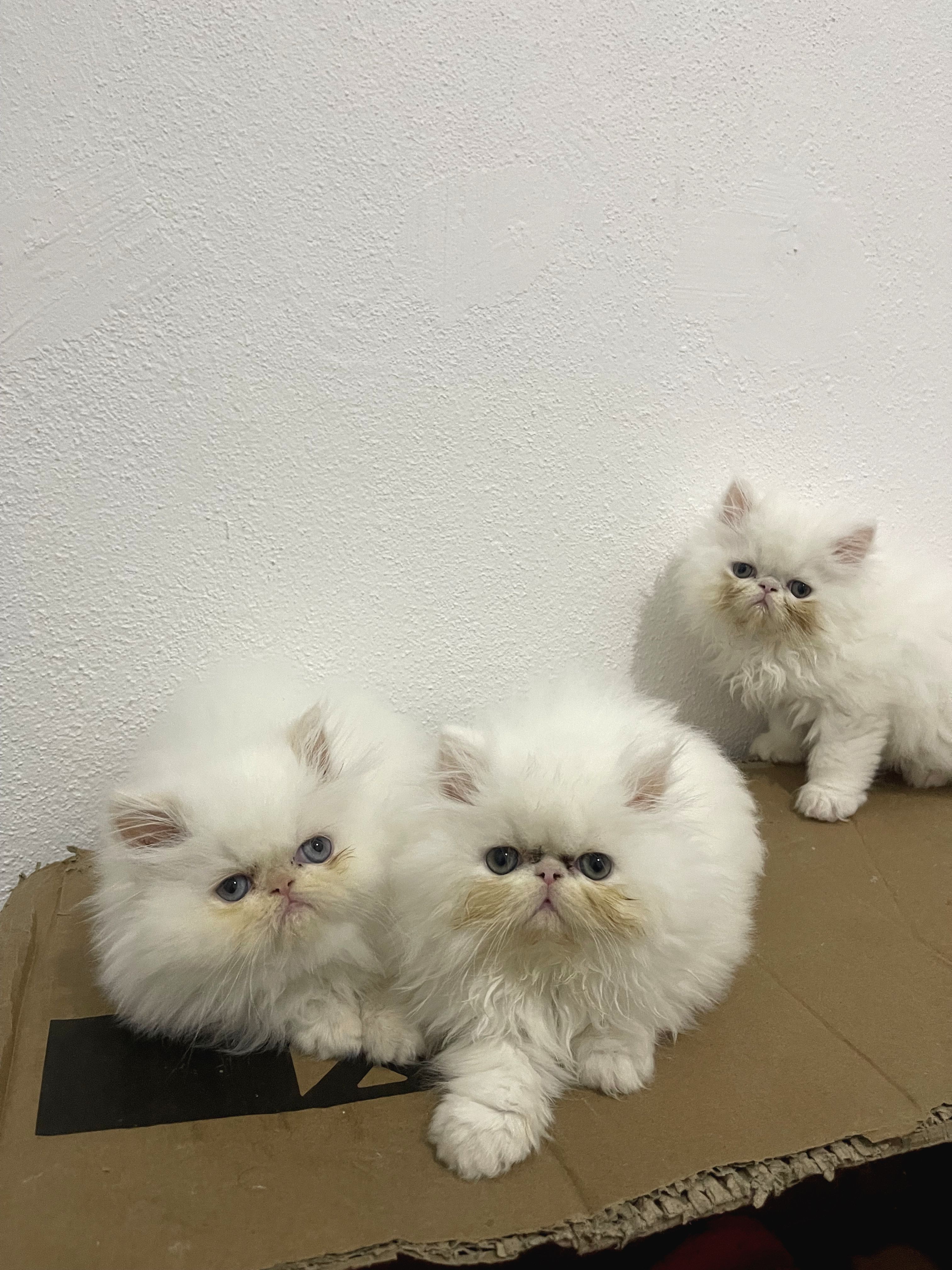 İran Persian - Patibul.com