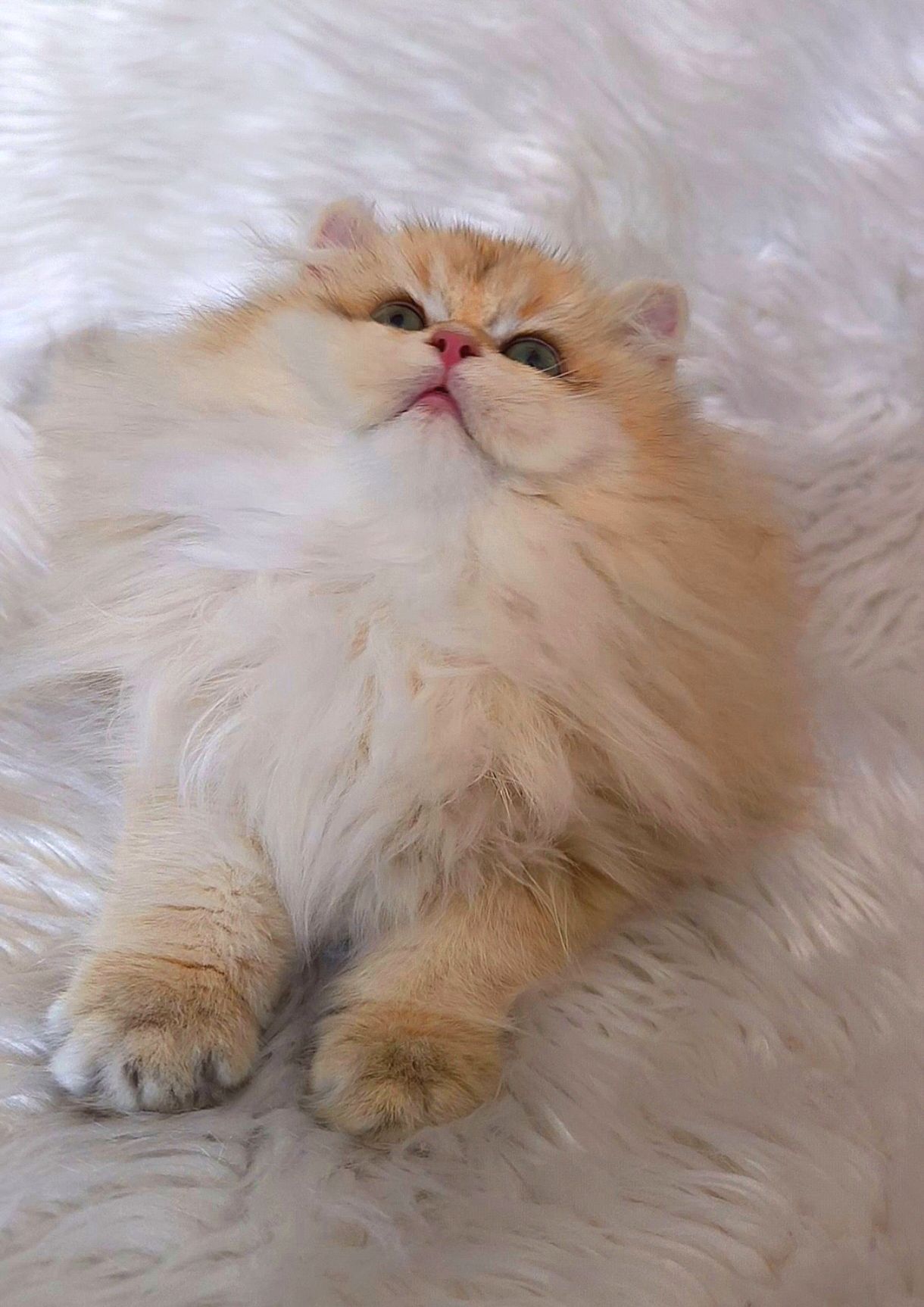 Golden British Longhair Dişi BY12 - Patibul.com