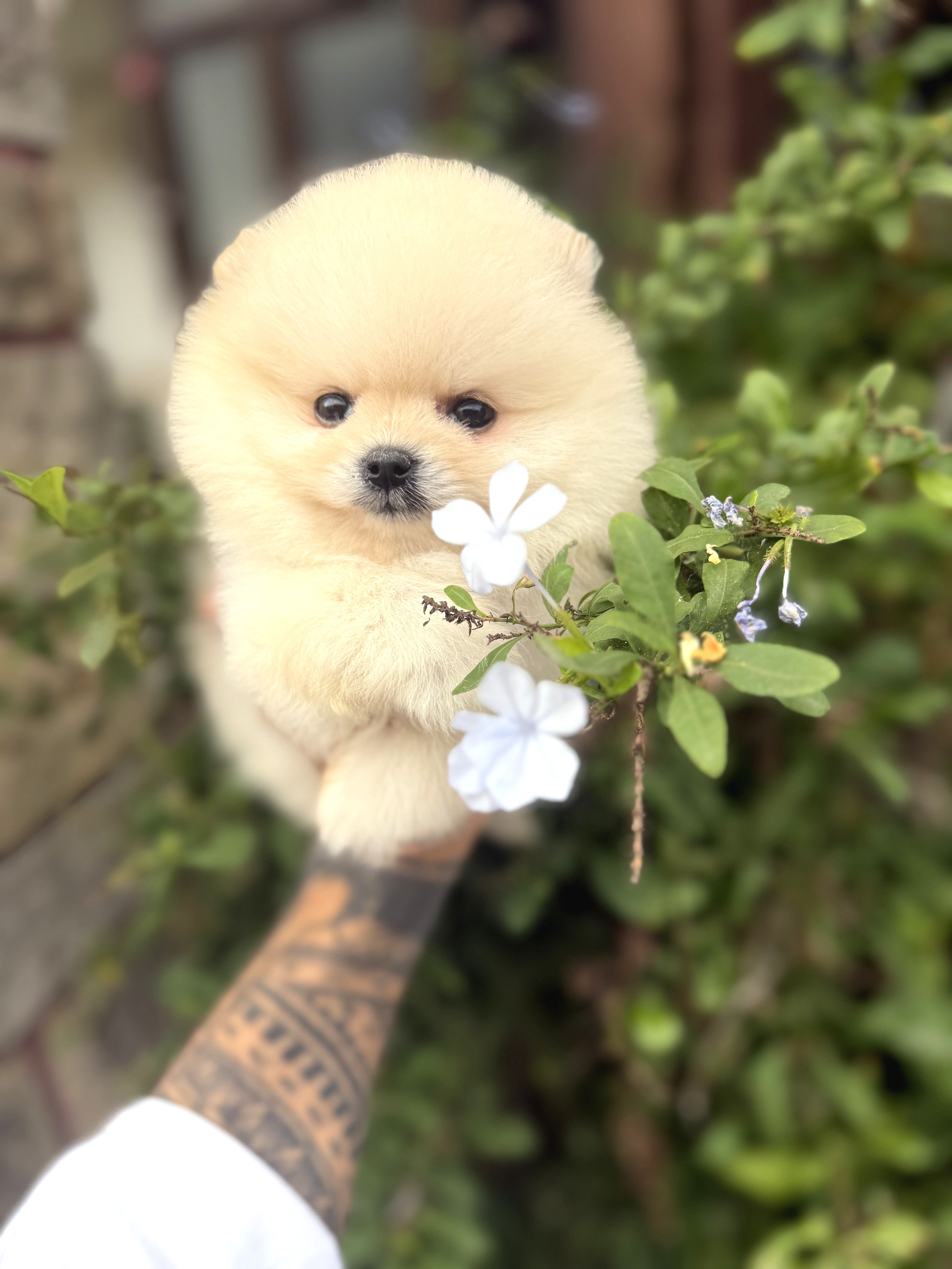 Pomeranian Boo Güzelliği - Patibul.com