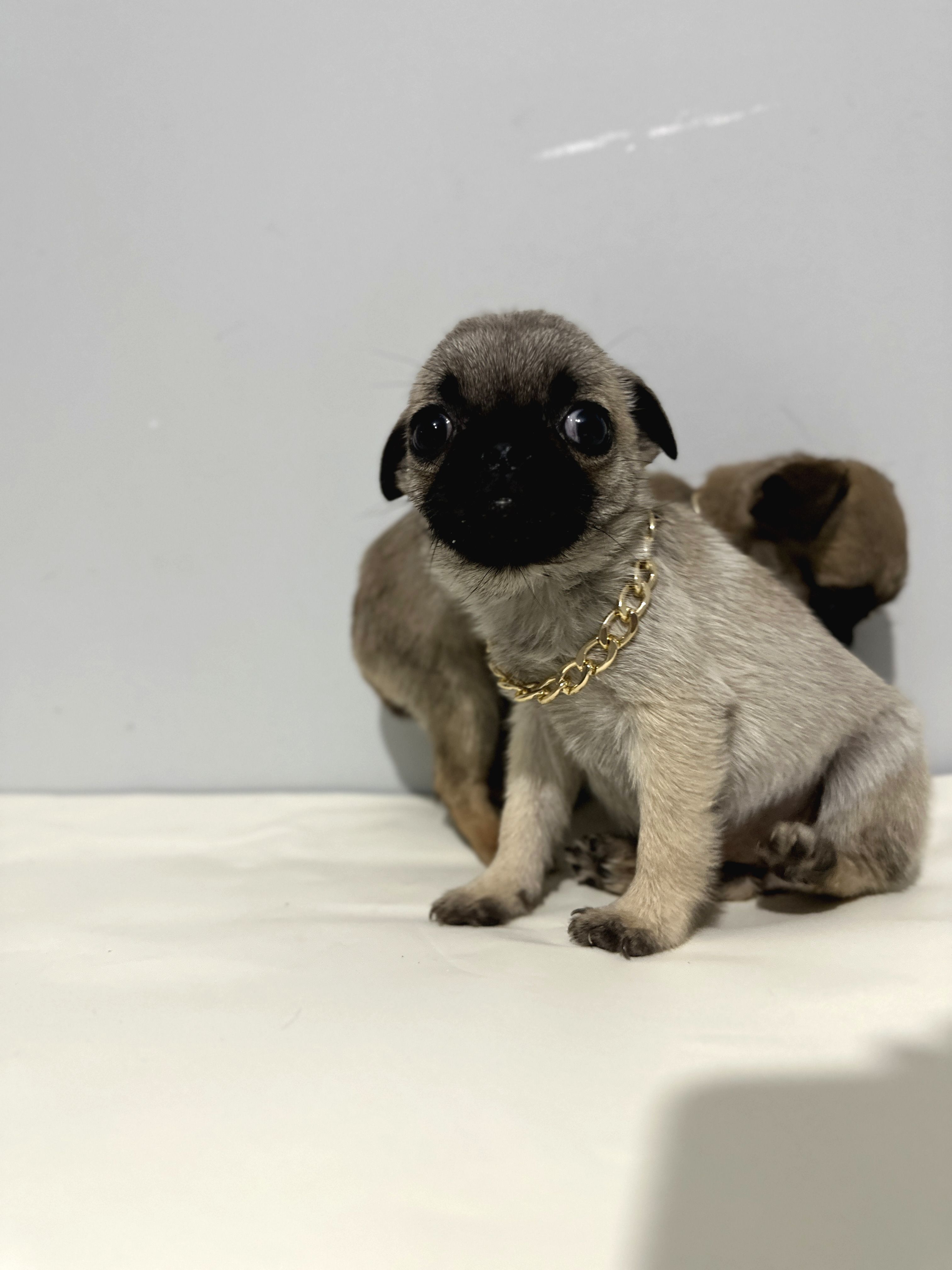 Pug Mops - Patibul.com