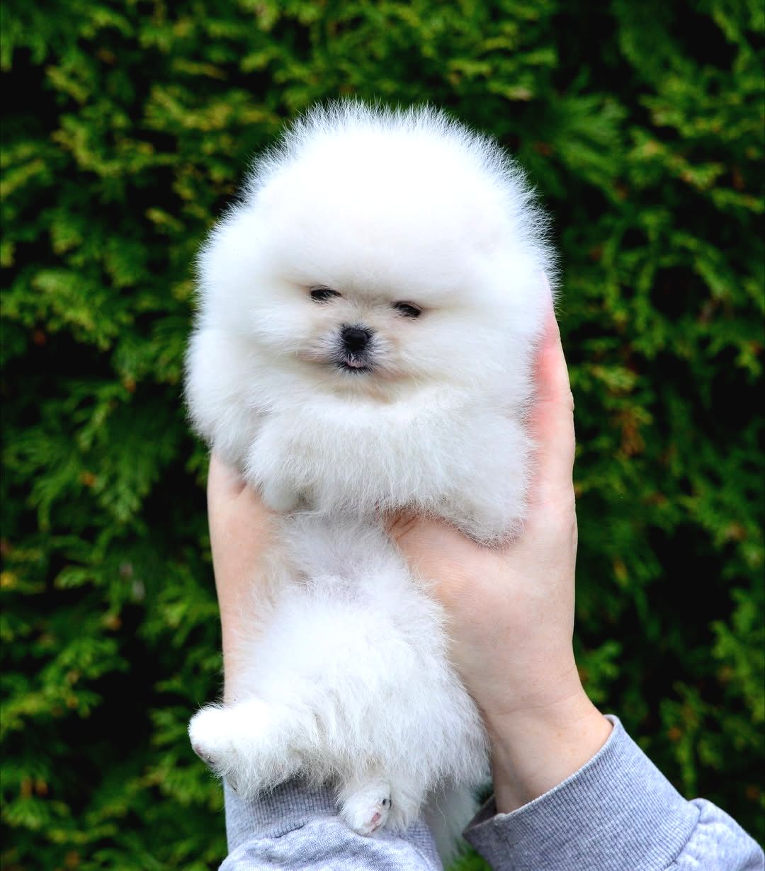 Premium Teacup Pomeranian Boo Ultra Mini Boy - Patibul.com