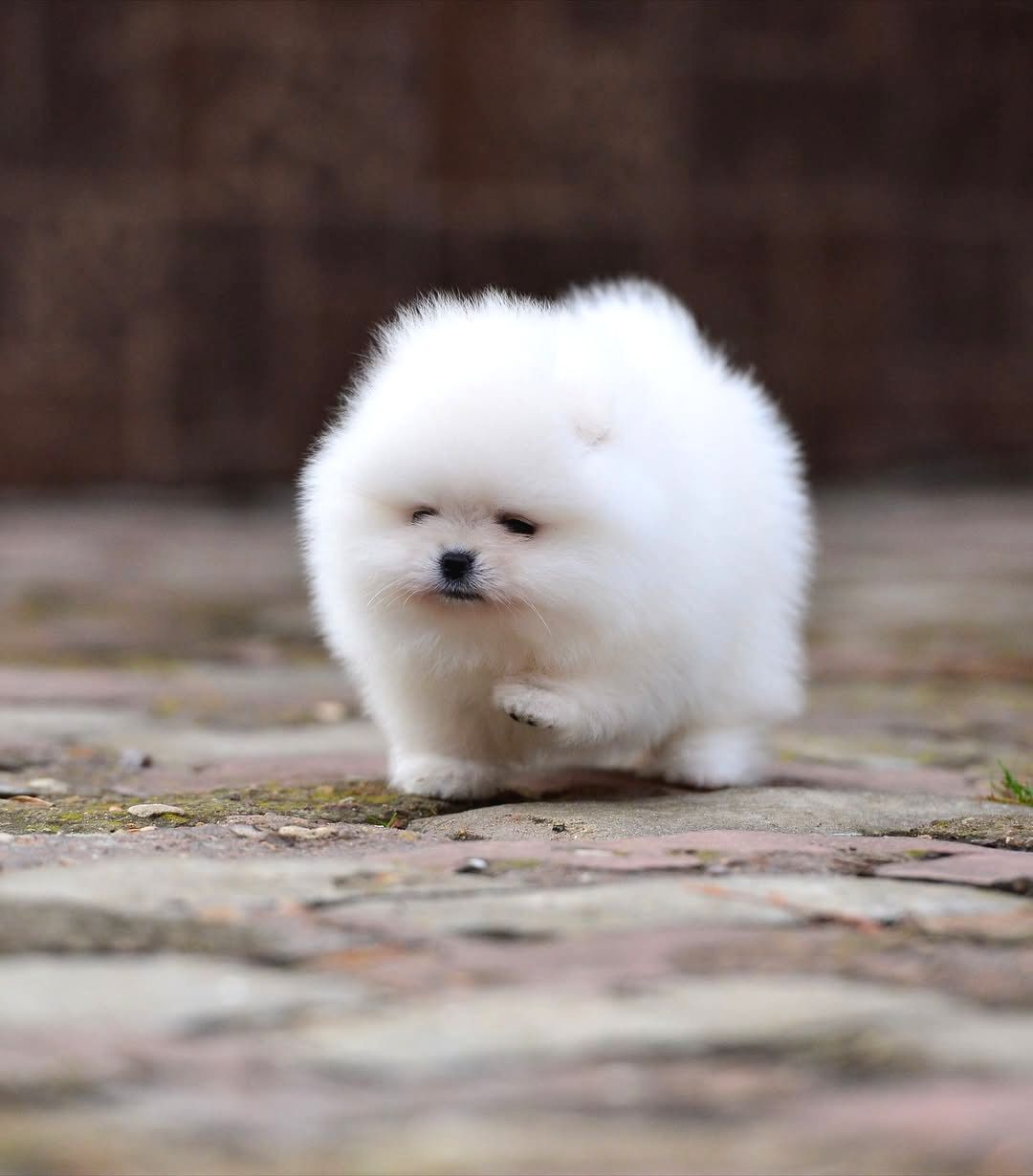 Premium Teacup Pomeranian Boo Ultra Mini Boy - Patibul.com