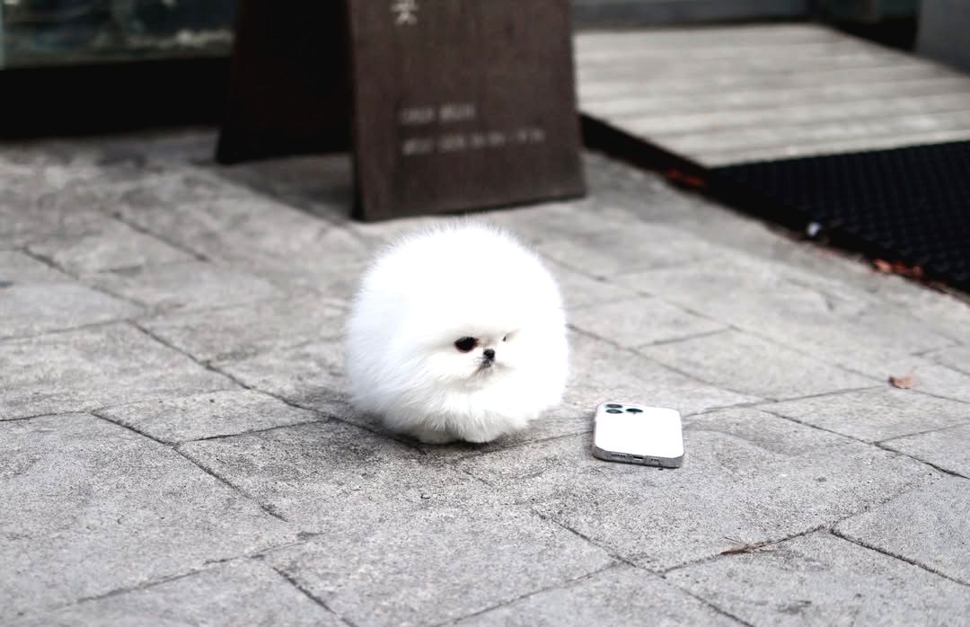 Premium Teacup Pomeranian Boo Ultra Mini Boy - Patibul.com
