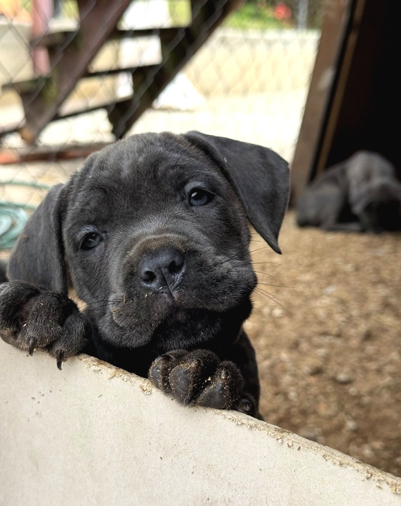 BLUE CANE CORSO YAVRULARI - Patibul.com