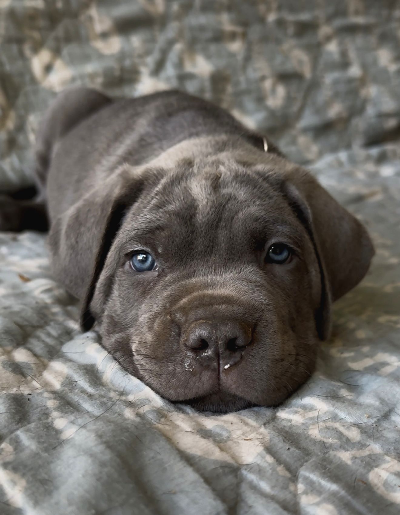 BLUE CANE CORSO YAVRULARI - Patibul.com