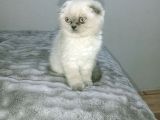 Blue Point Scottish Fold - Patibul.com