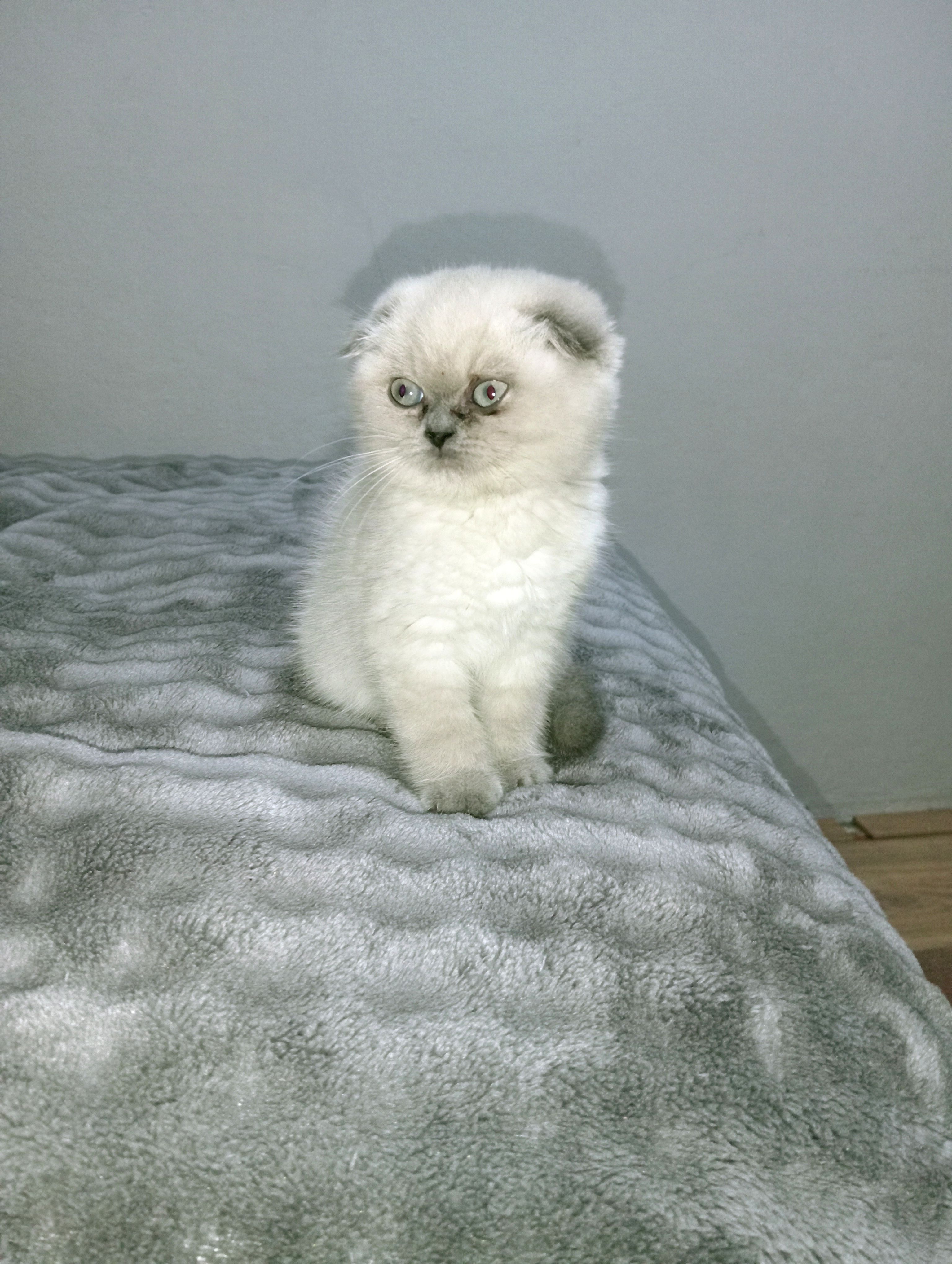 Blue Point Scottish Fold - Patibul.com