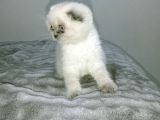 Blue Point Scottish Fold - Patibul.com