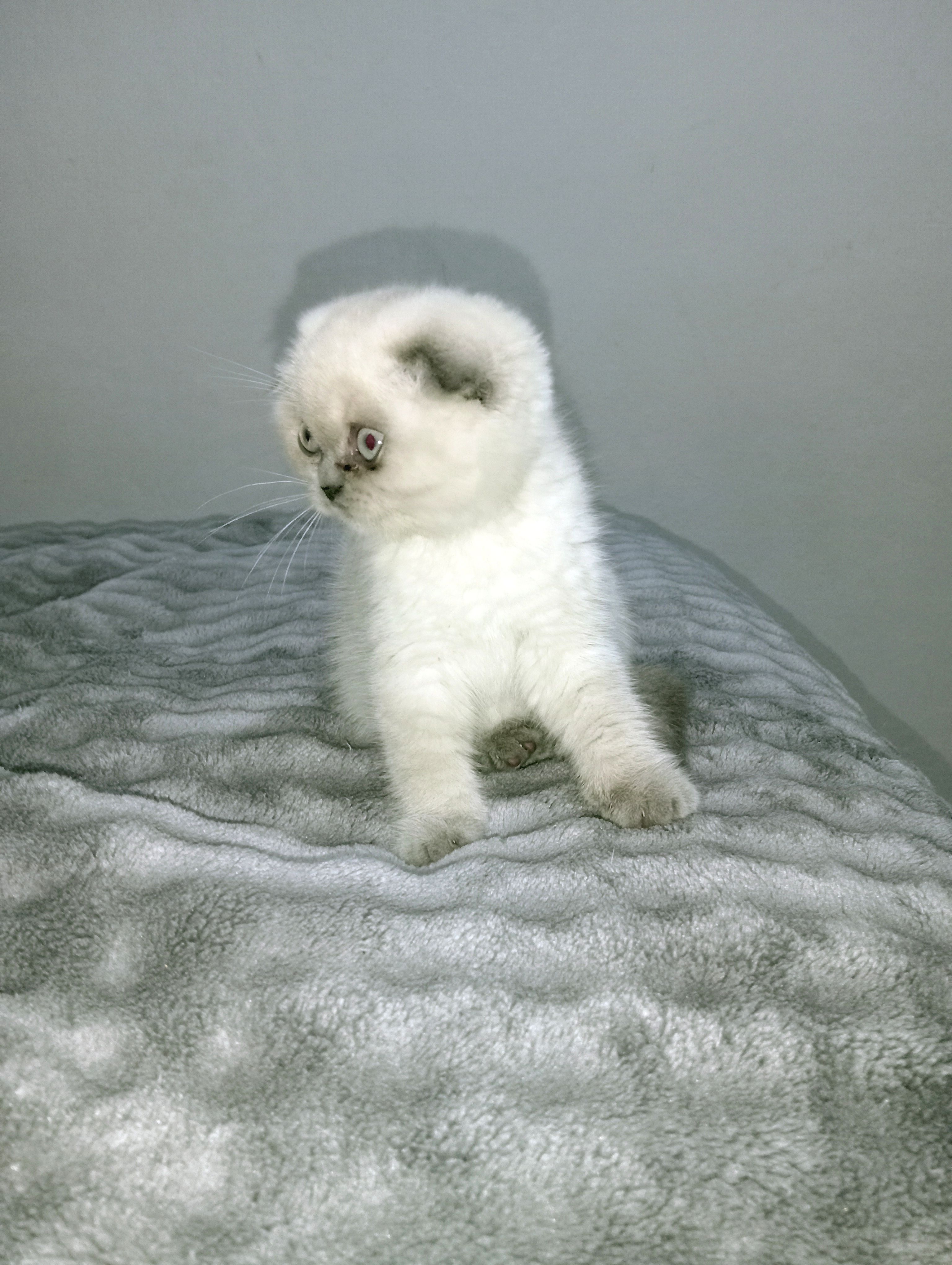 Blue Point Scottish Fold - Patibul.com