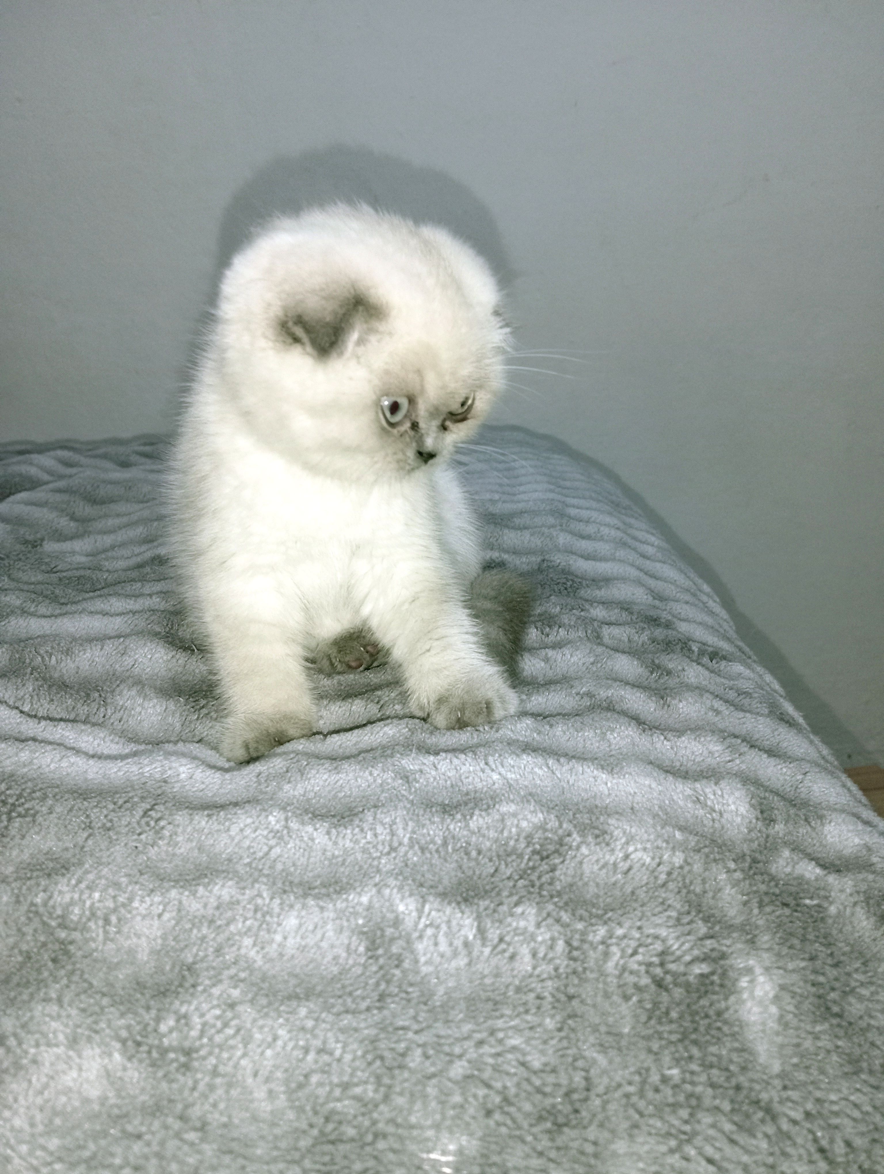 Blue Point Scottish Fold - Patibul.com