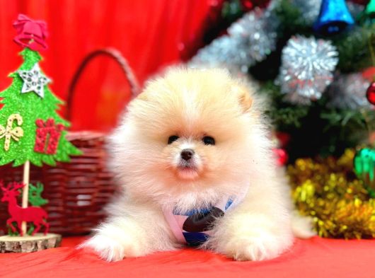 Pomeranian Boo Teddy Bear Yavrularımız - Patibul.com