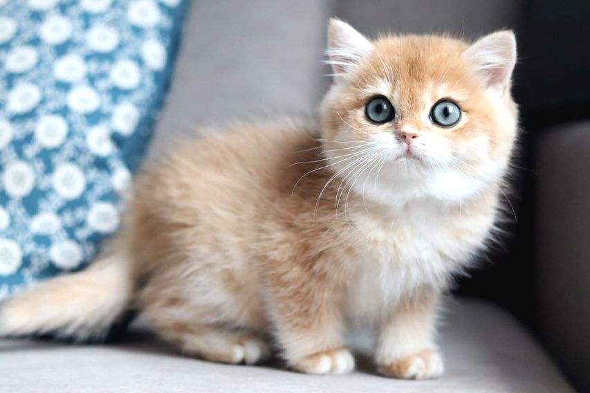 Bal Rengi Golden British Shorthair - Patibul.com