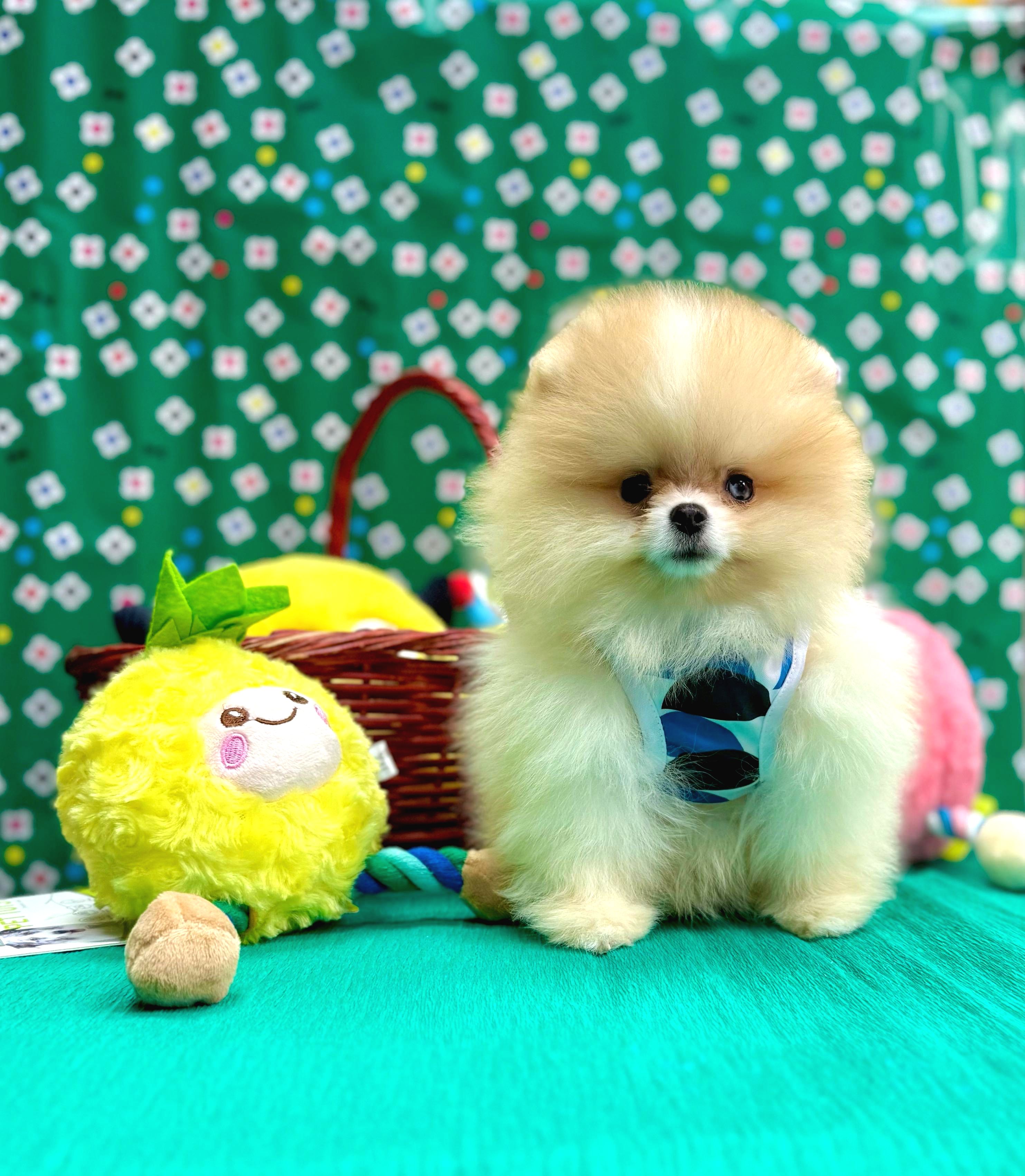 Boo Pomeranian Teddy Bear Yavrular - Patibul.com