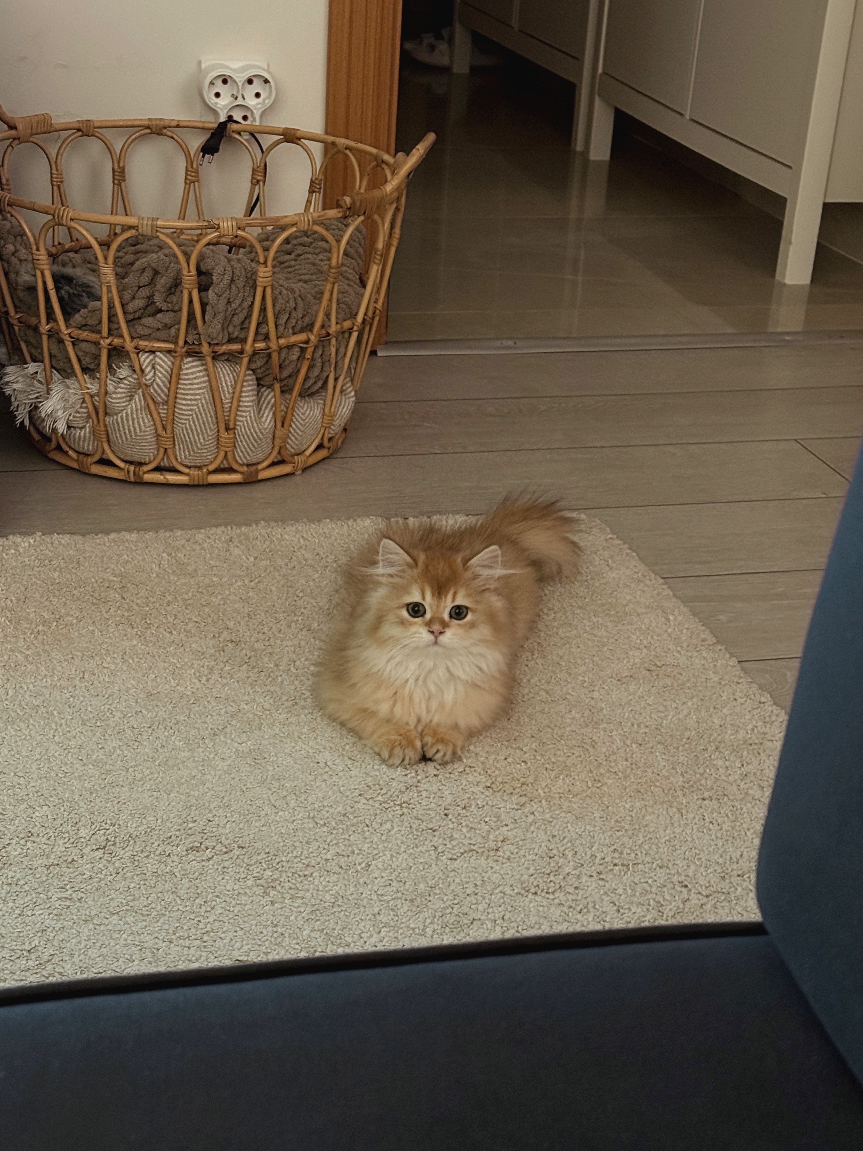 Golden British Longhair | British Longhair İlanı | Patibul