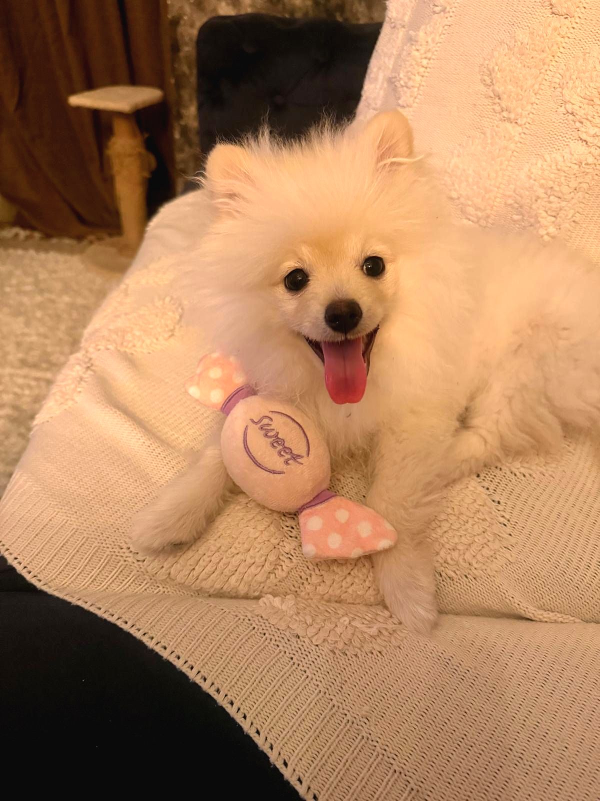 Pomeranian Boo Teacup 5 Aylık - Patibul.com