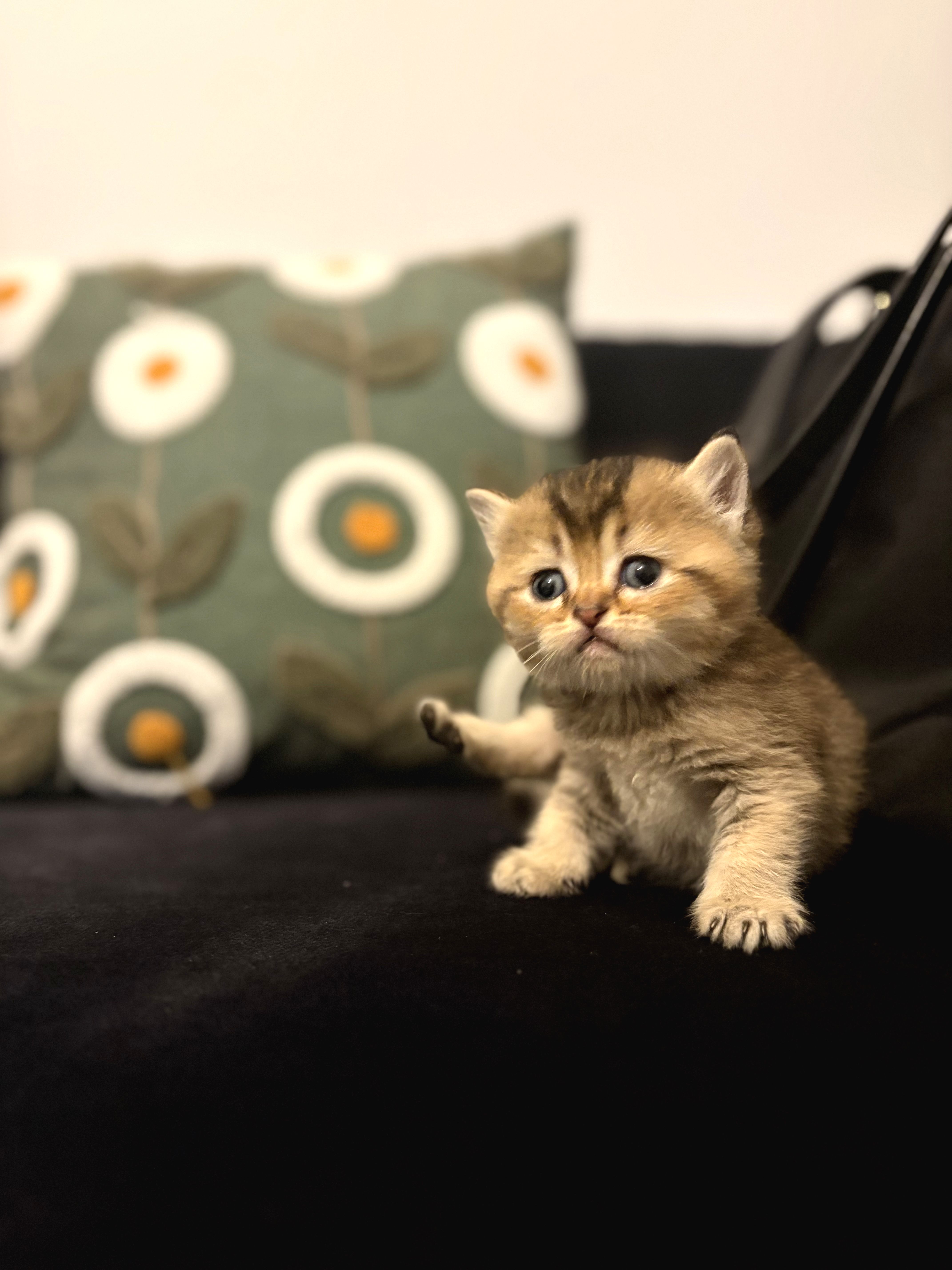 British Shorthair Golden - Patibul.com