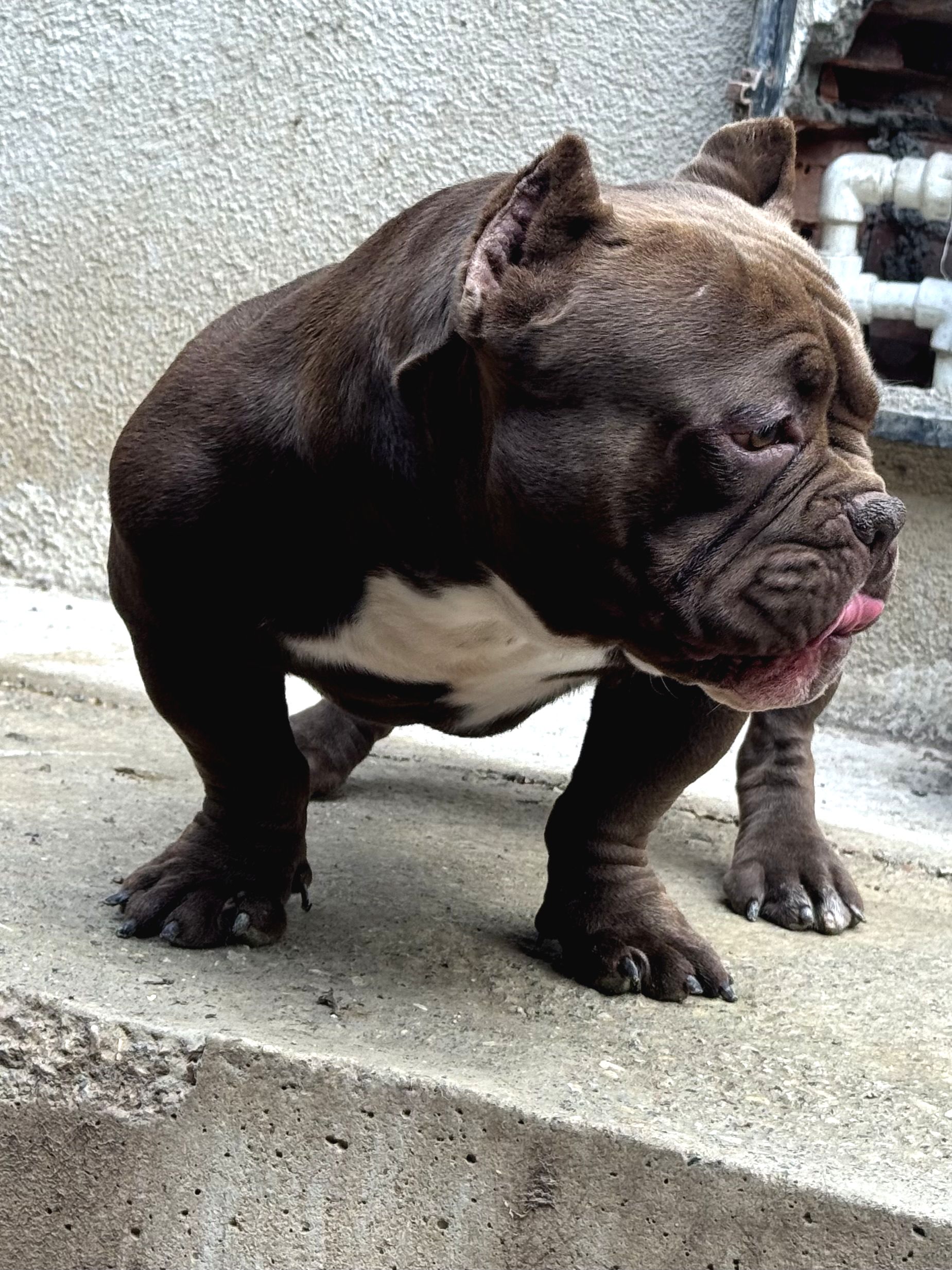 Exotic Bully - Patibul.com