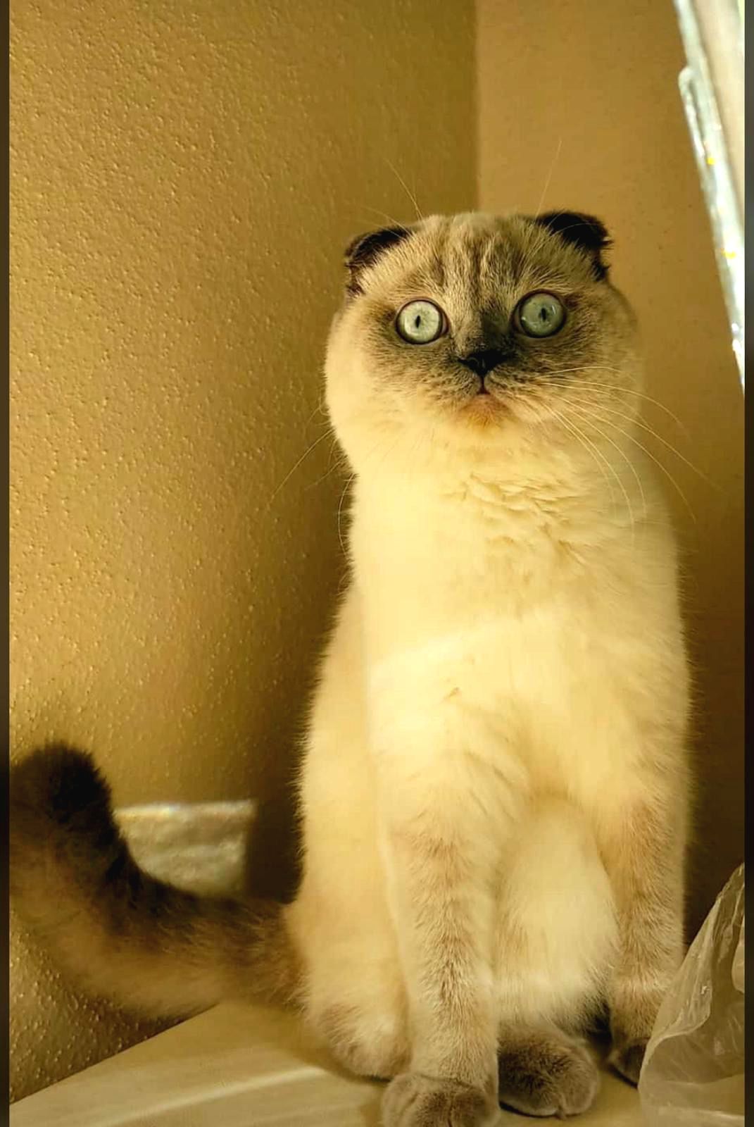 Scottish Fold Blue Point Dişi - Patibul.com