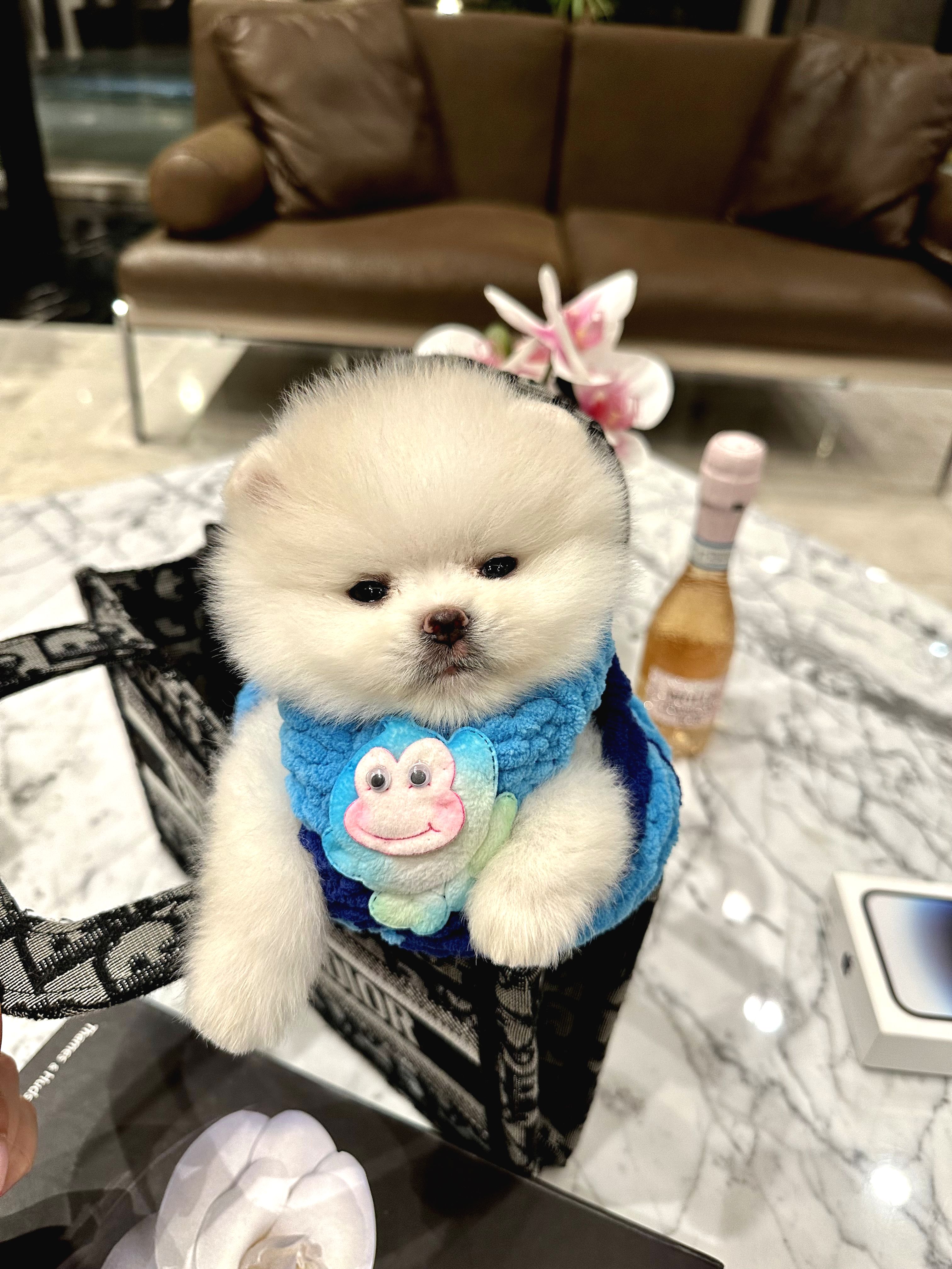Pomeranian Boo Ayıcık Surat - Patibul.com